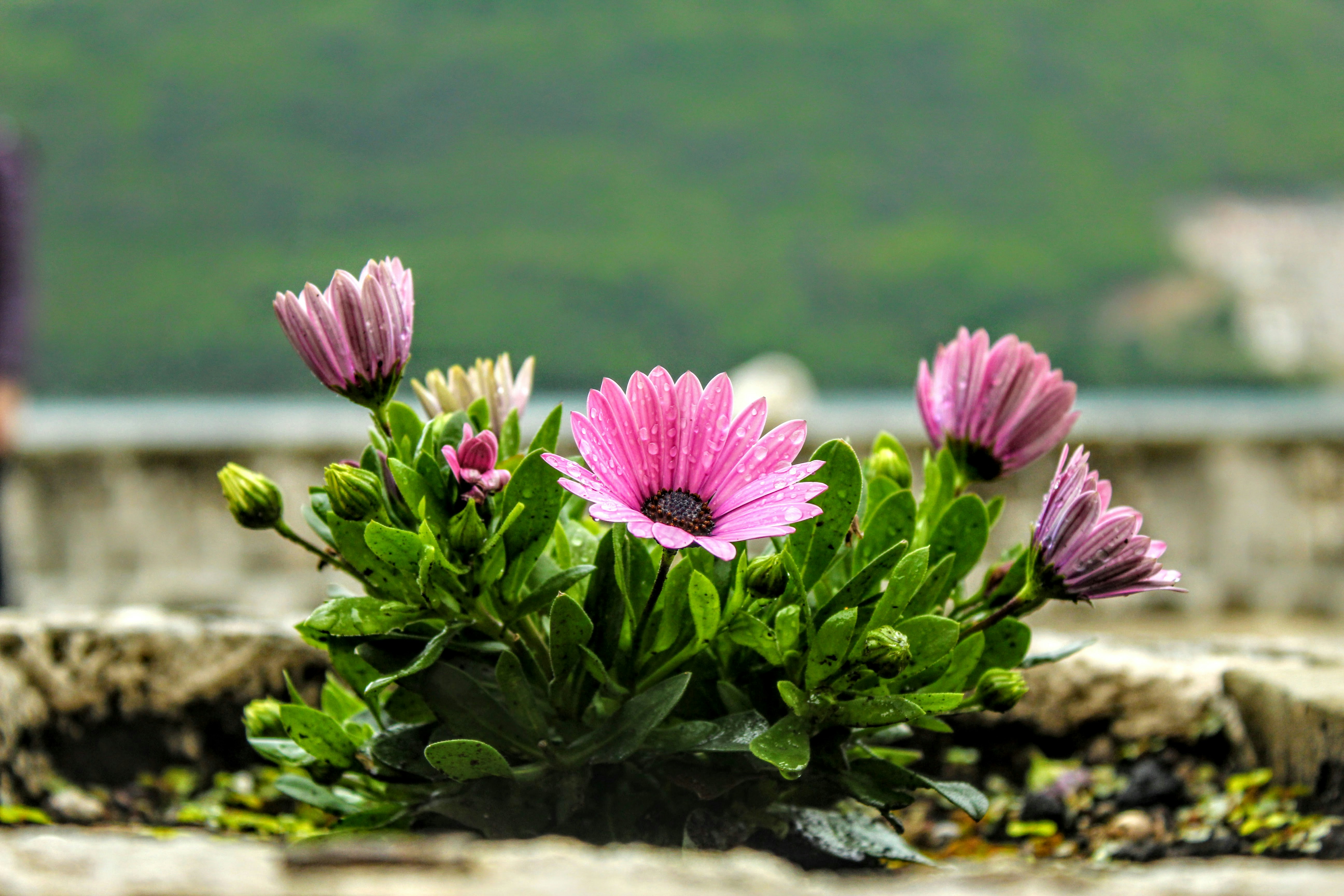 Vibrant pink daisies blooming from a rocky surface, surrounded by lush greenery and a serene backdrop. The scene captures the resilience of nature.