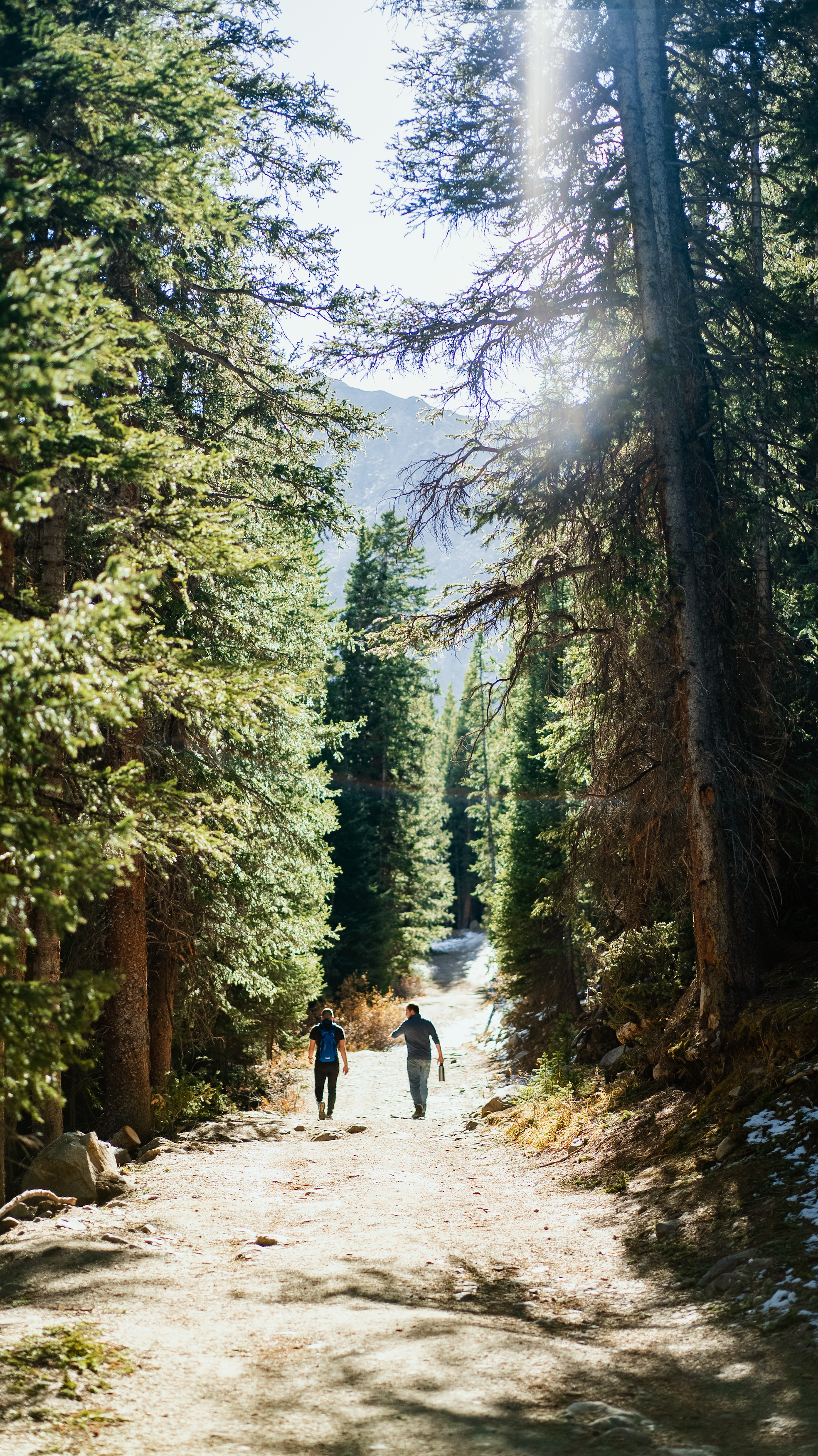 Sunlit Pine Cathedral: Two Hikers on a Quiet Forest Path