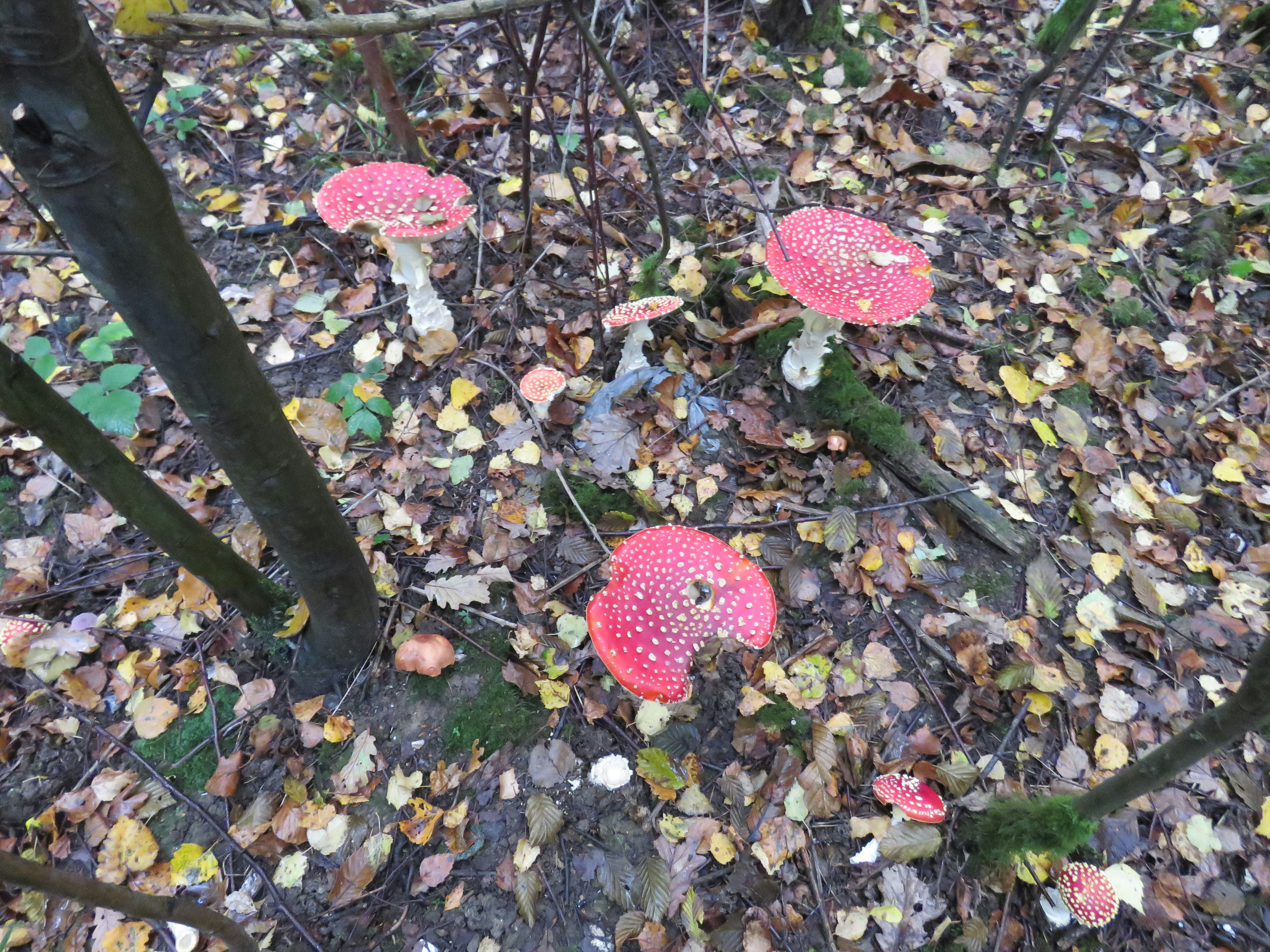 Scarlet Amanita Cluster Among Autumn Leaves