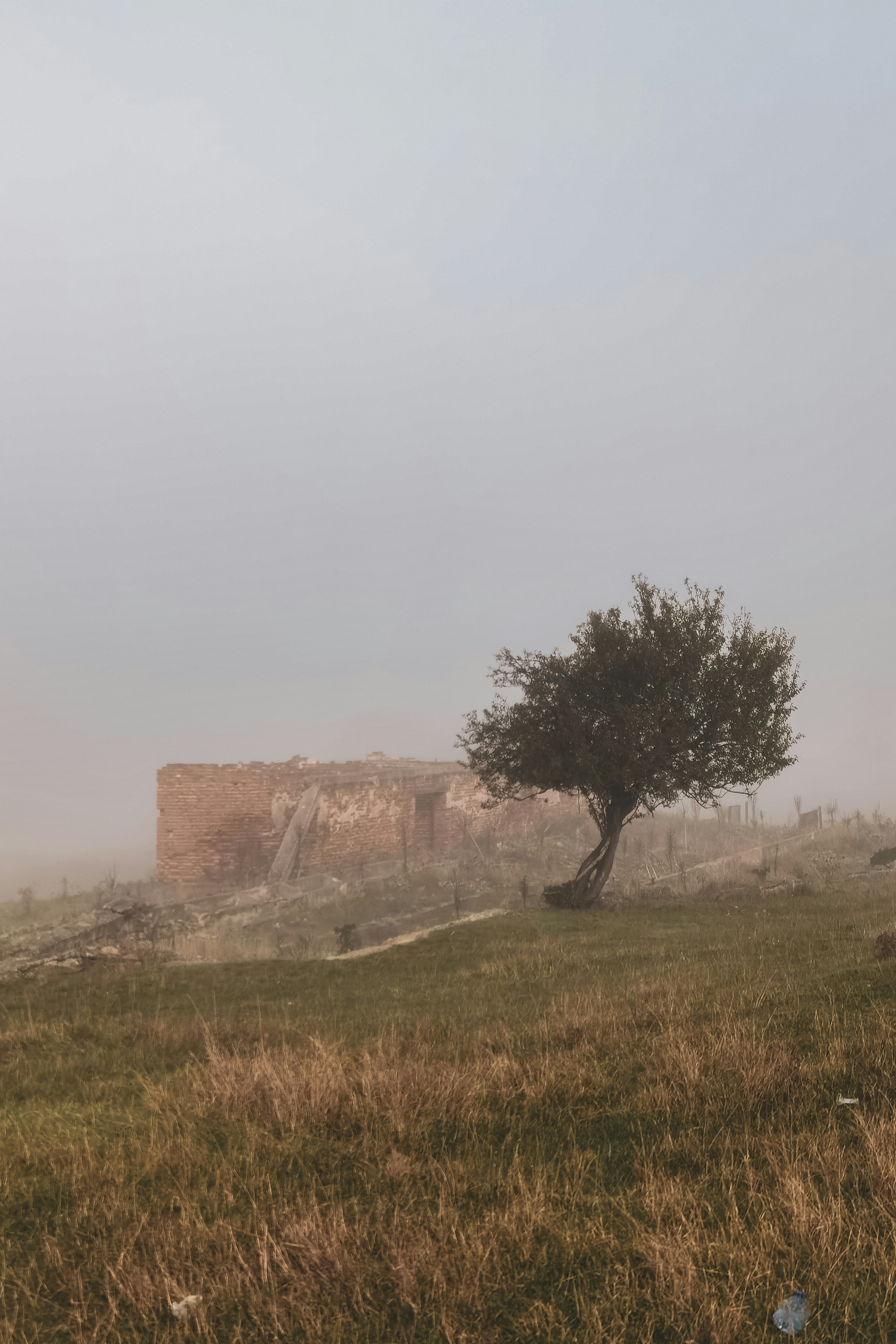 A lone, curved tree stands beside a weathered brick hut in a foggy rural landscape. Muted tones and soft haze emphasize atmosphere and texture.