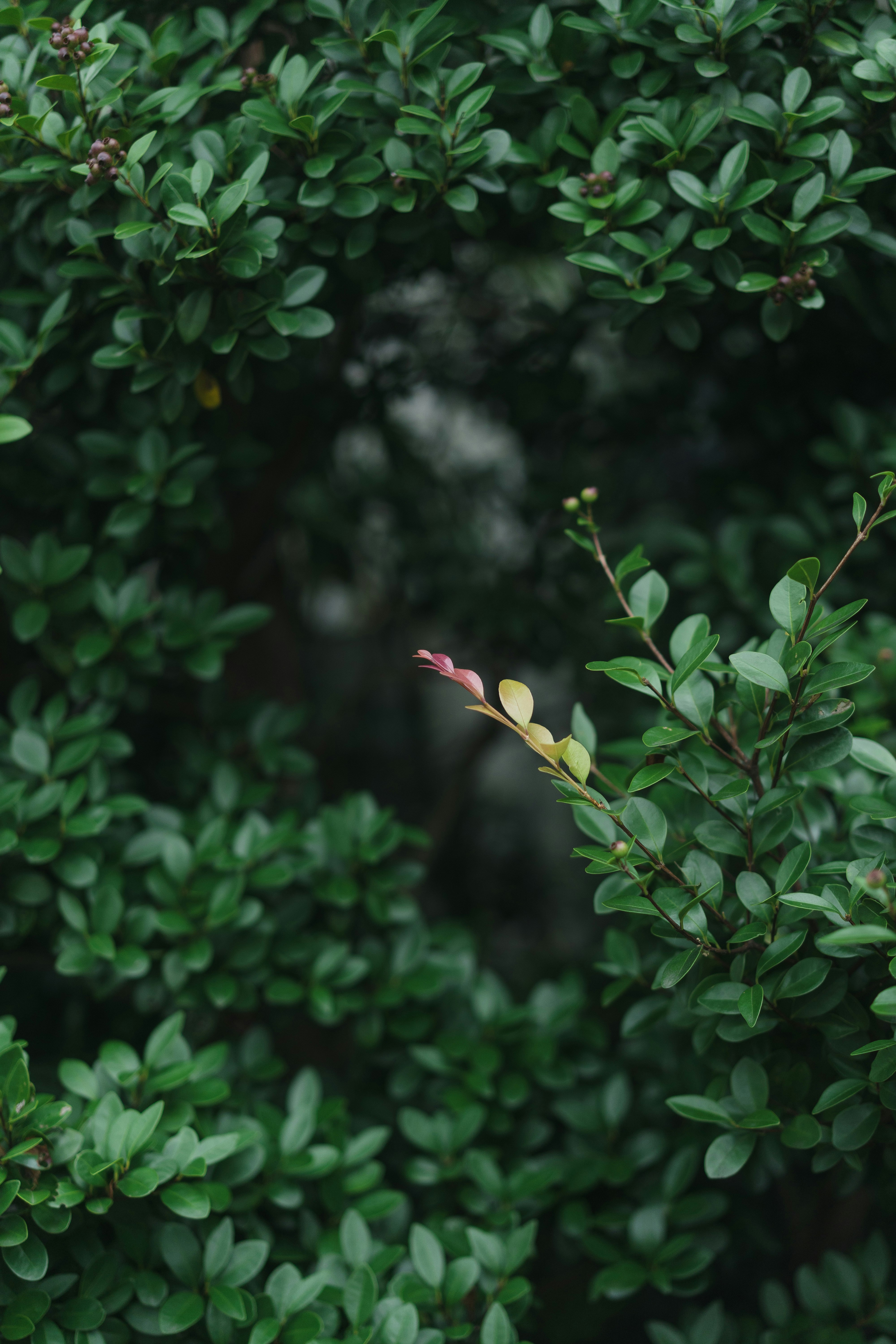 A single pink and yellow flower stands out against a dense backdrop of lush green leaves, highlighting nature's subtle beauty.