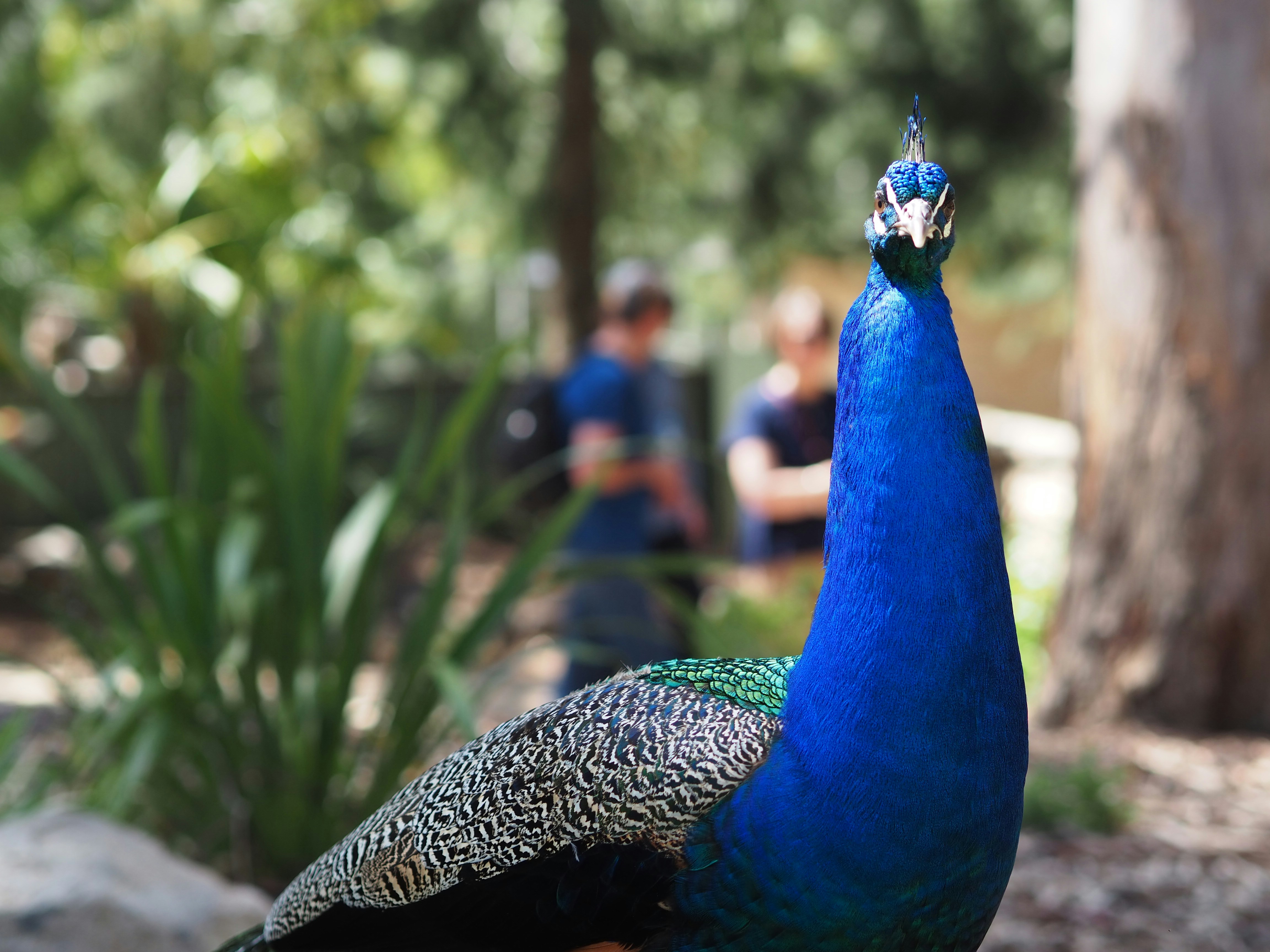 Vibrant peacock showcasing its iridescent feathers in a lush garden setting, with blurred figures in the background.