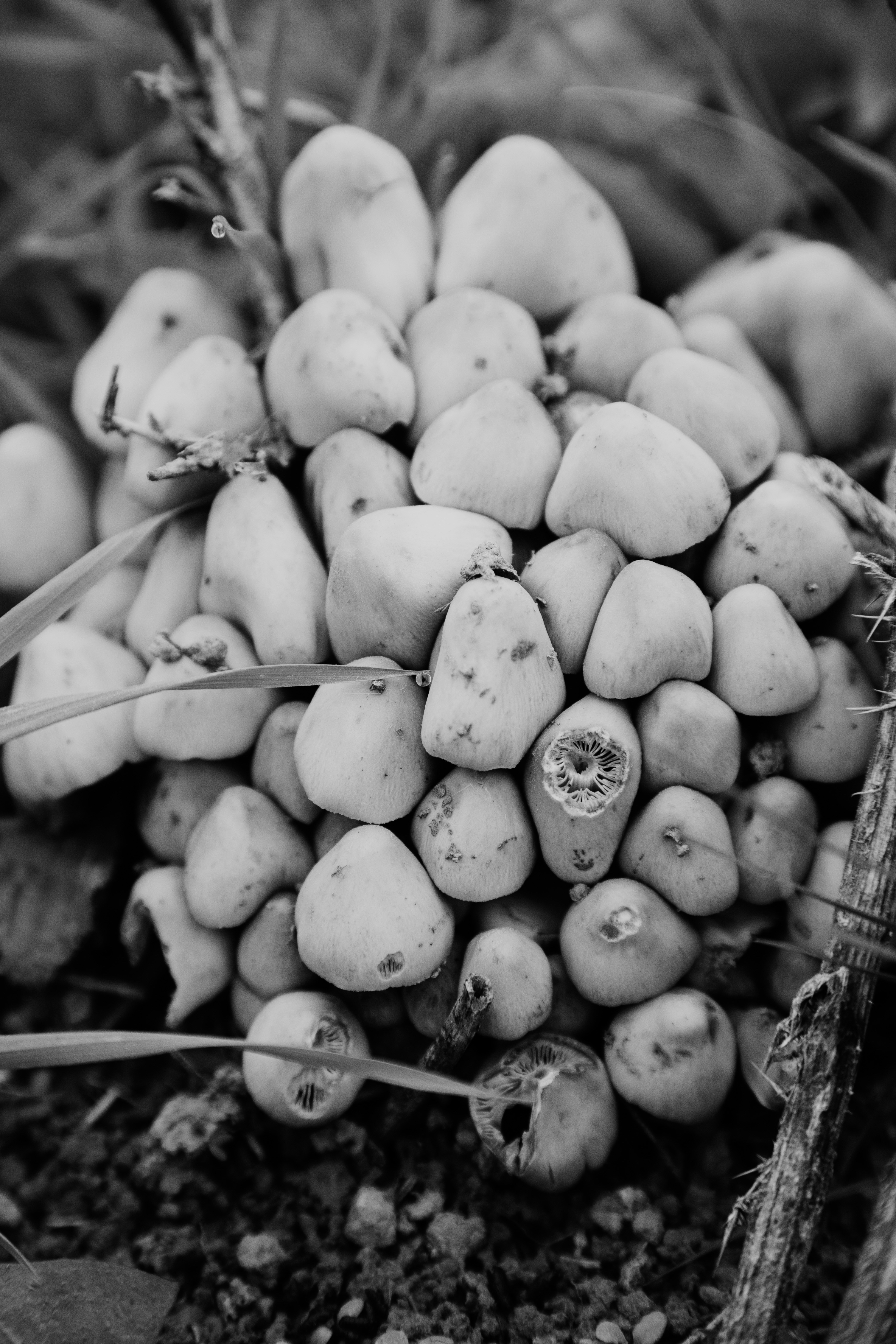 Grayscale photo of round fruits photo – Free Grey Image on Unsplash