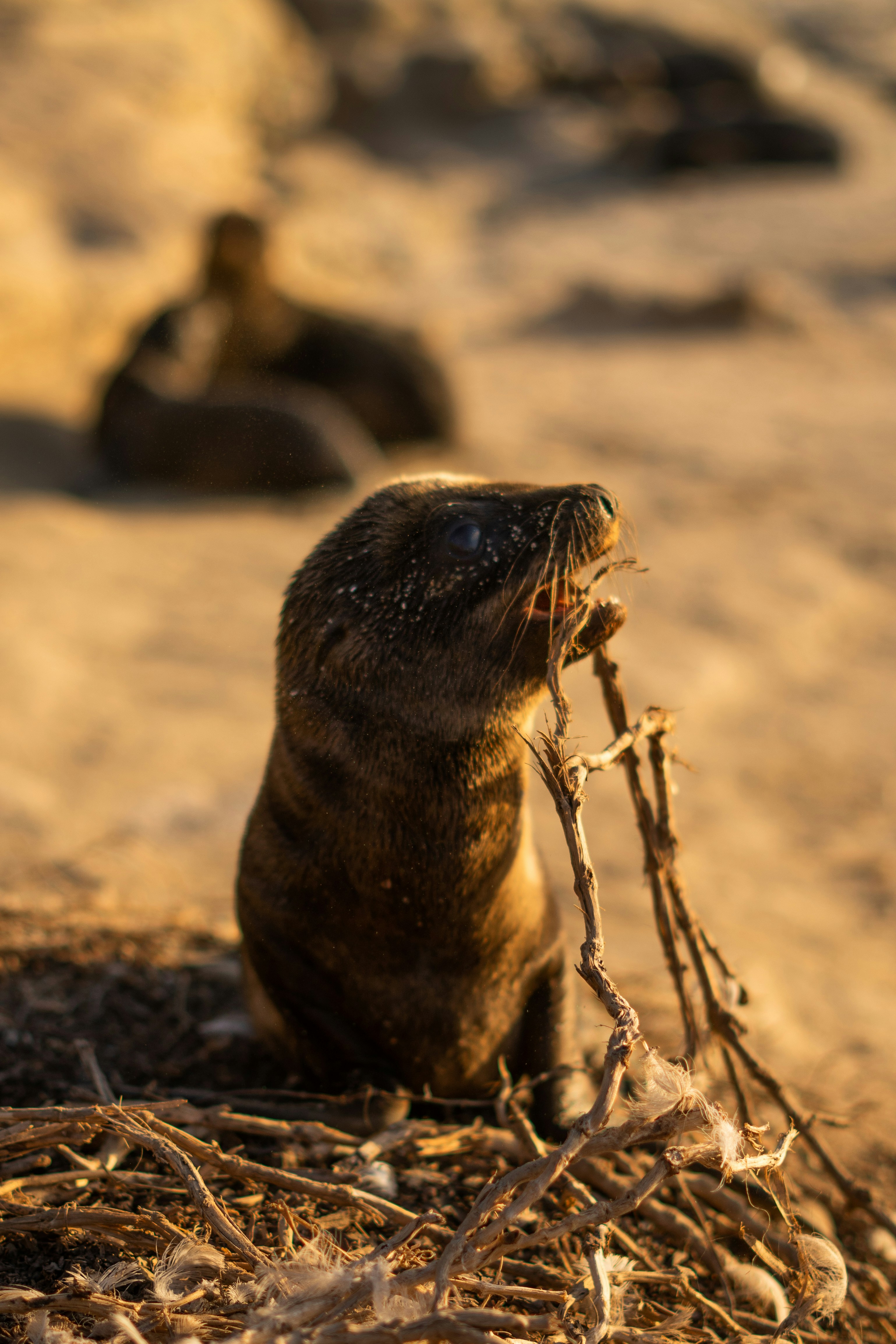 Amber Hour Seal Pup: Twig Snack on a Quiet Beach