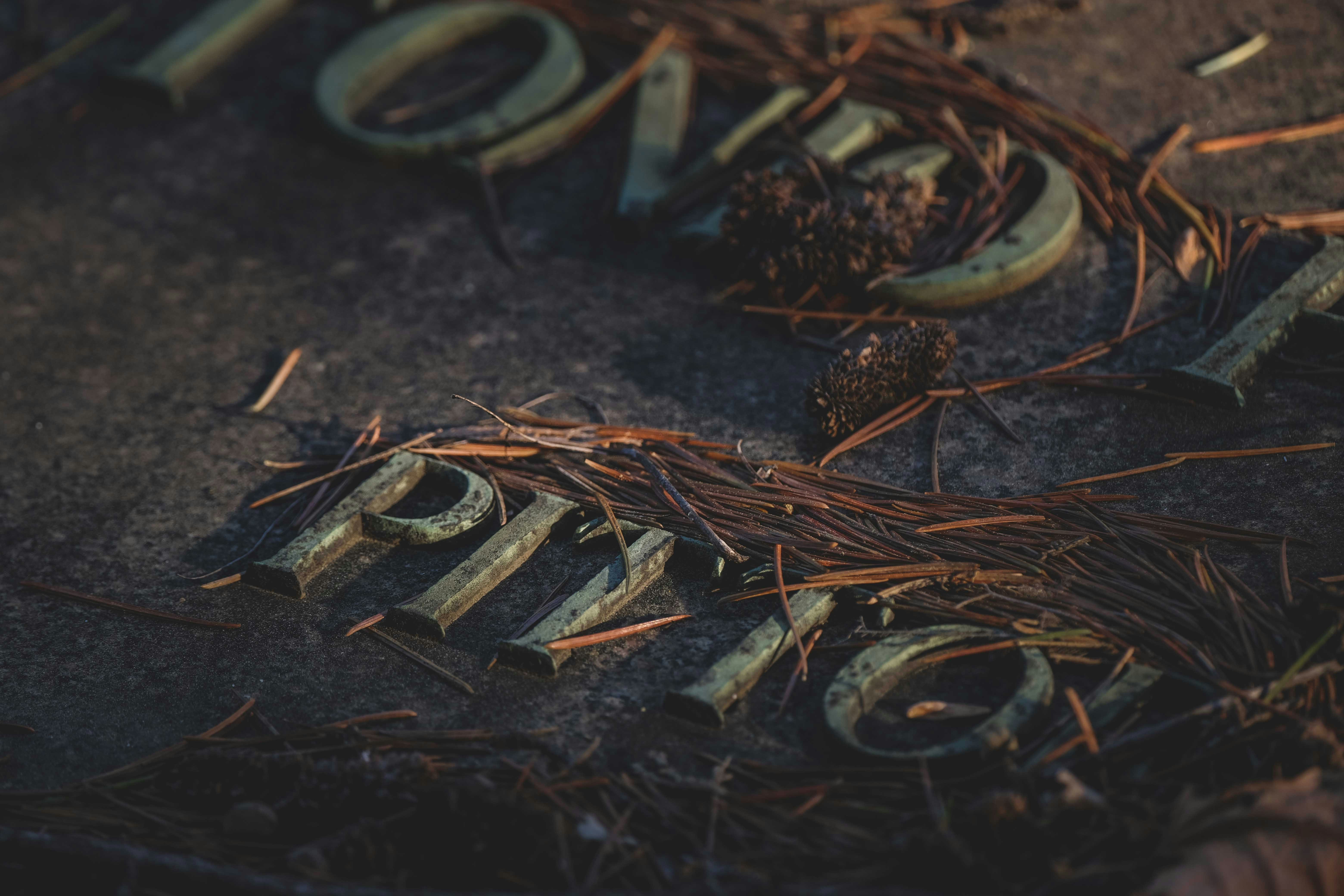 brown dried leaves on black soil