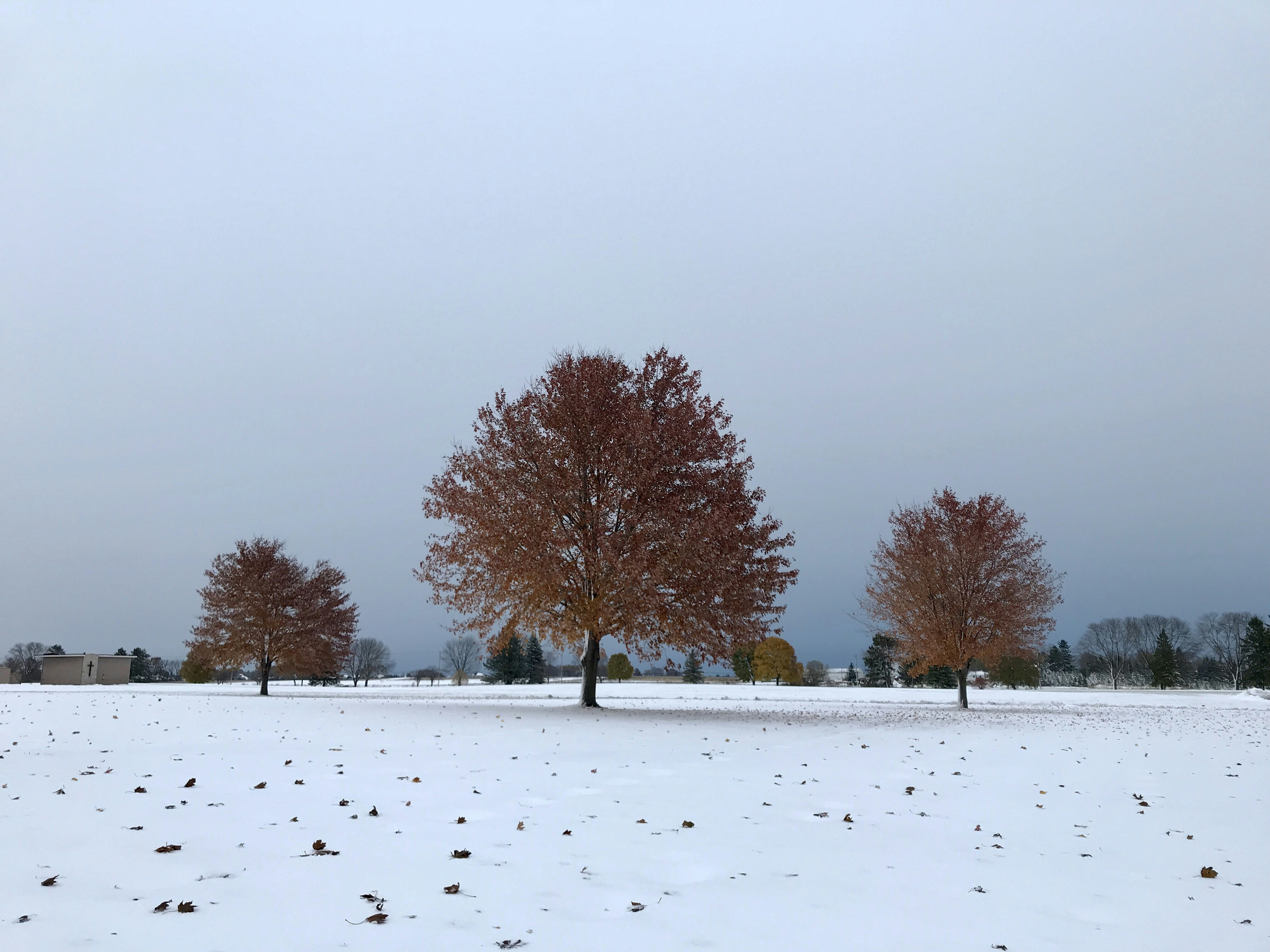 Crimson Sentinel in a Snow-Covered Plain
