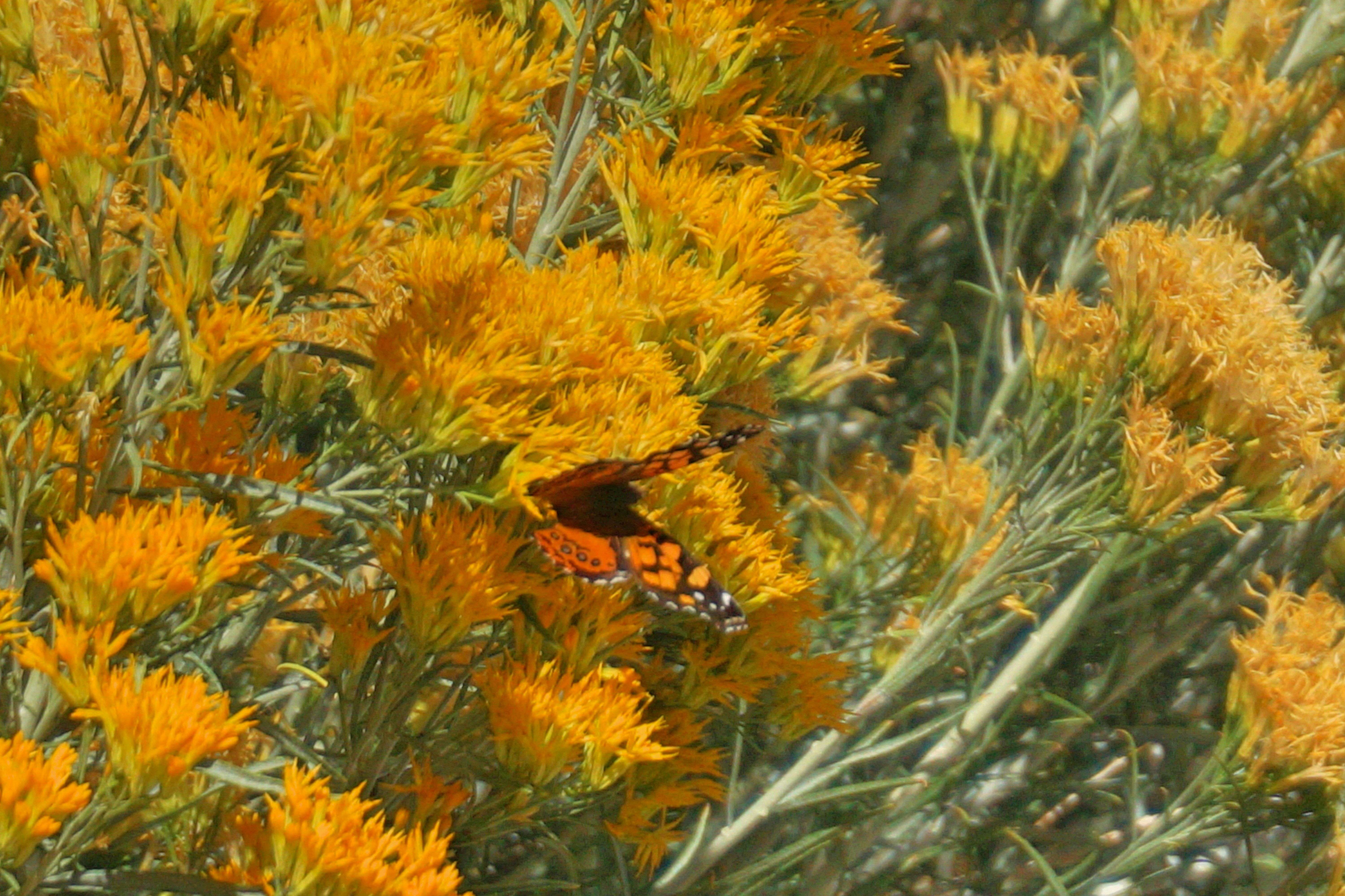 Monarch Pauses on a Sea of Amber Flowers