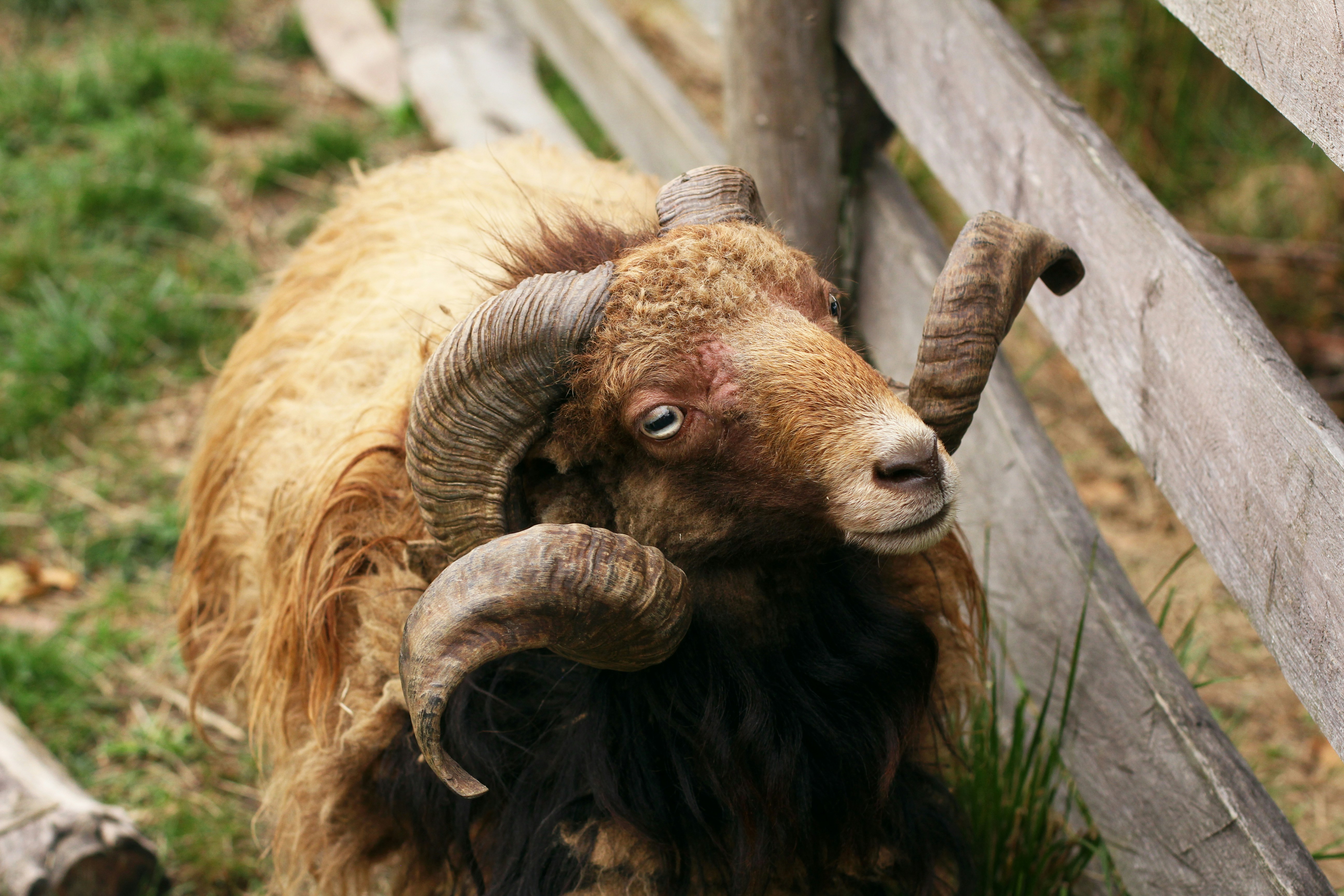 Brown ram on green grass during daytime photo – Free Sheep Image on ...