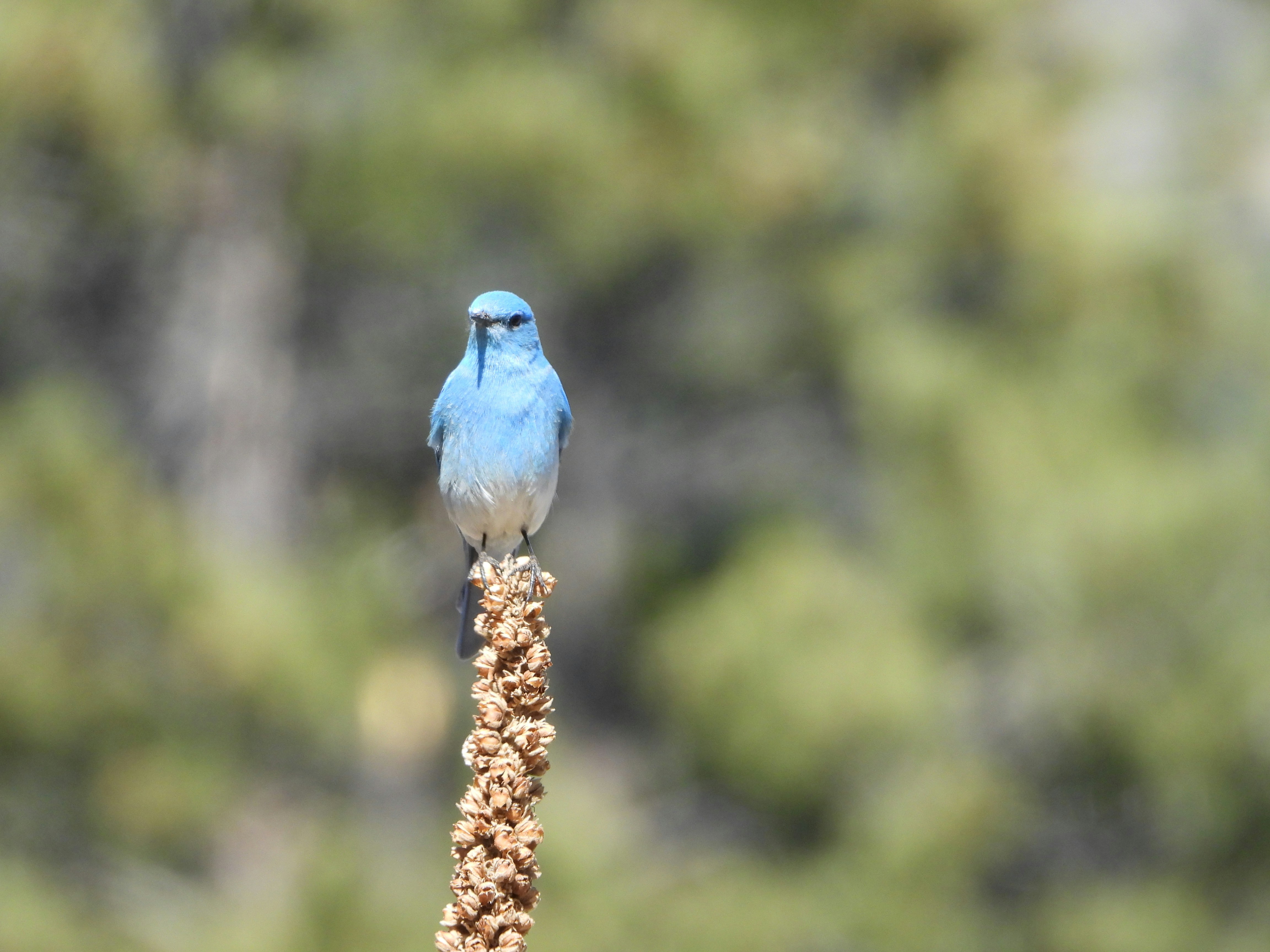 Azure Sentinel of the Wild