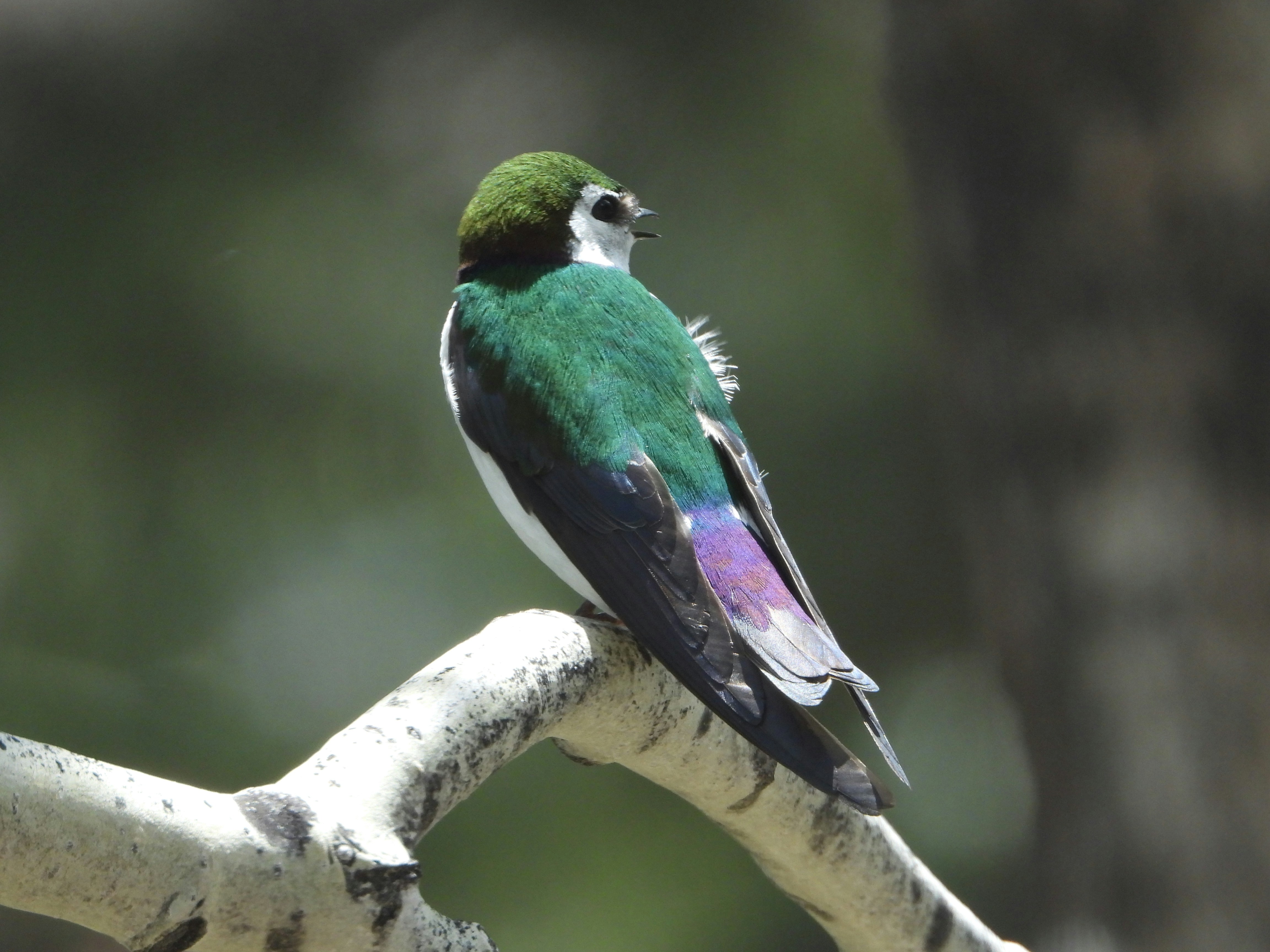 Vibrant bird perched on a branch, showcasing iridescent green and purple feathers against a blurred natural backdrop.