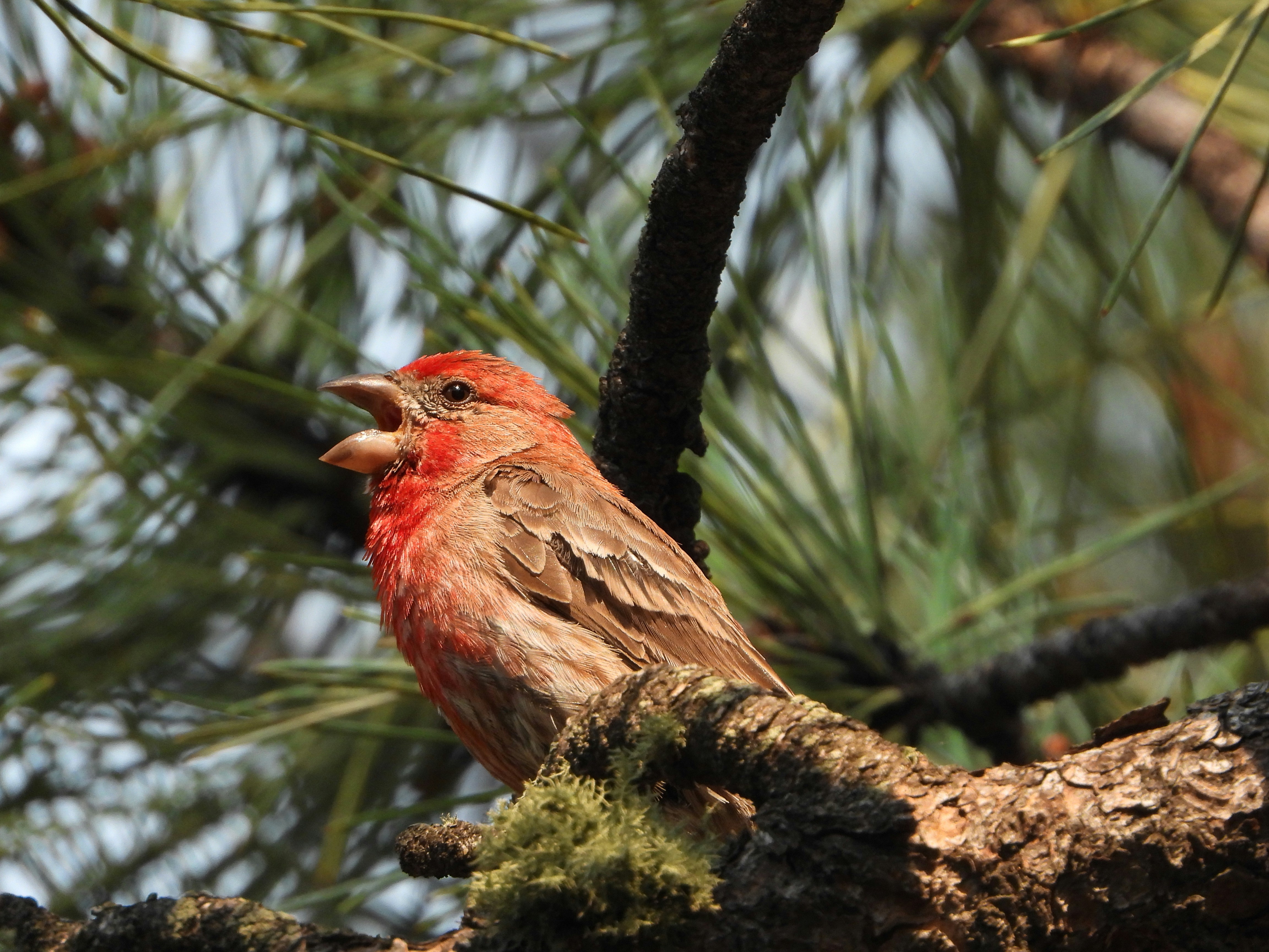 A vibrant house finch perched on a branch, singing amidst a backdrop of pine needles. The scene captures the essence of avian life in a serene environment.