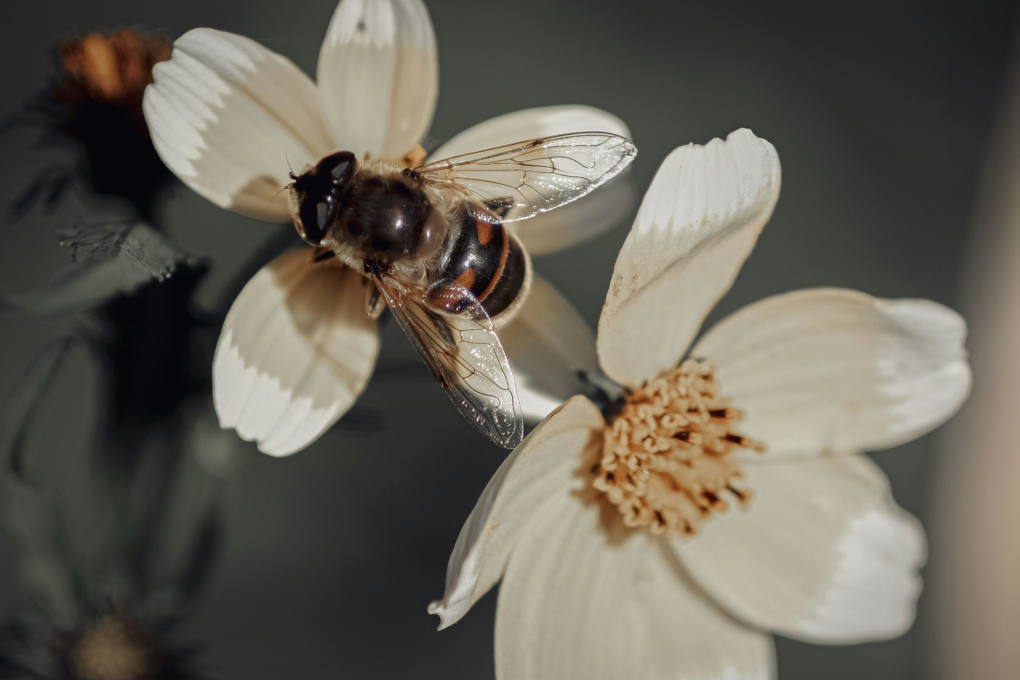 Bee in Flight Between White Cosmos Petals