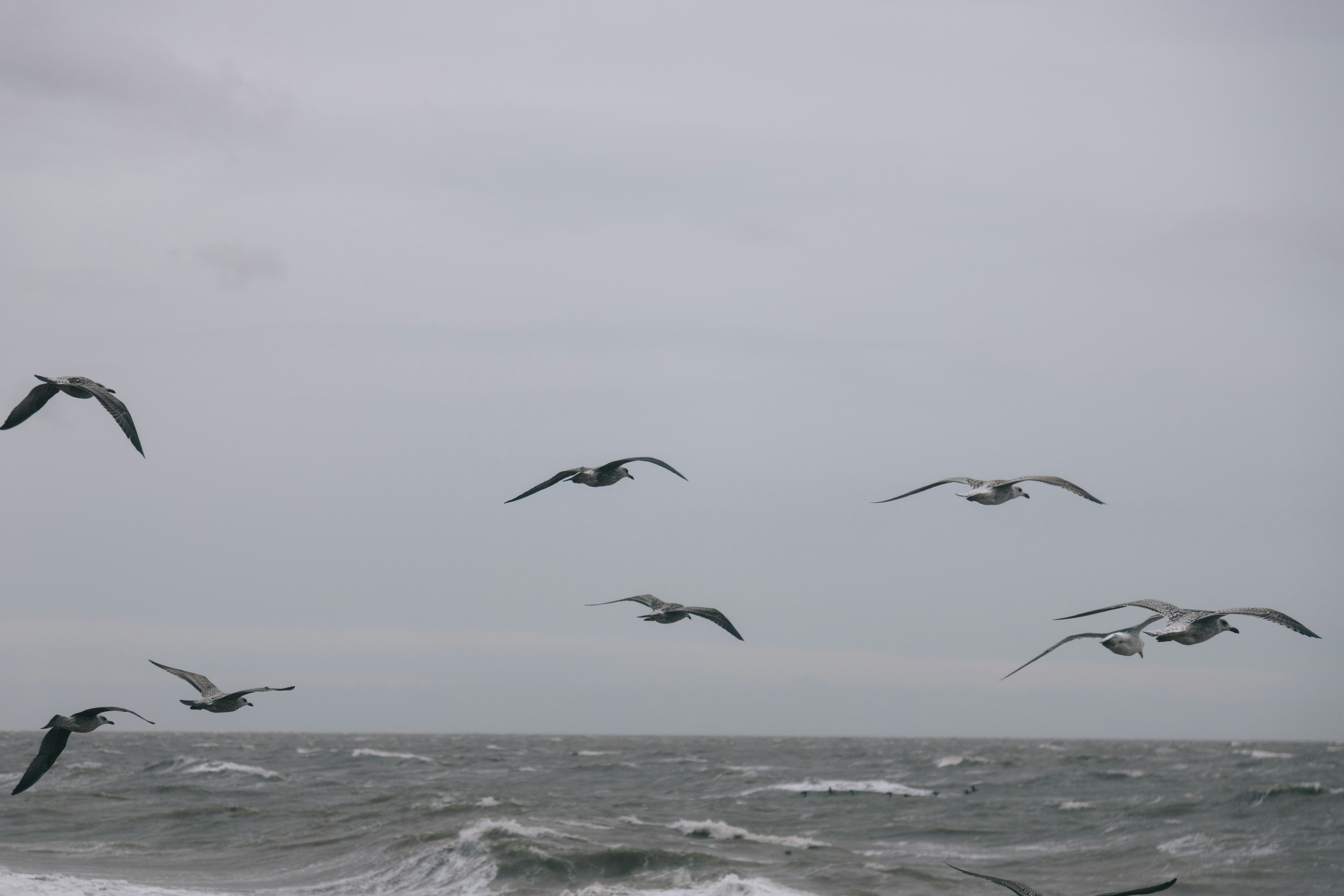 birds flying over the sea during daytime