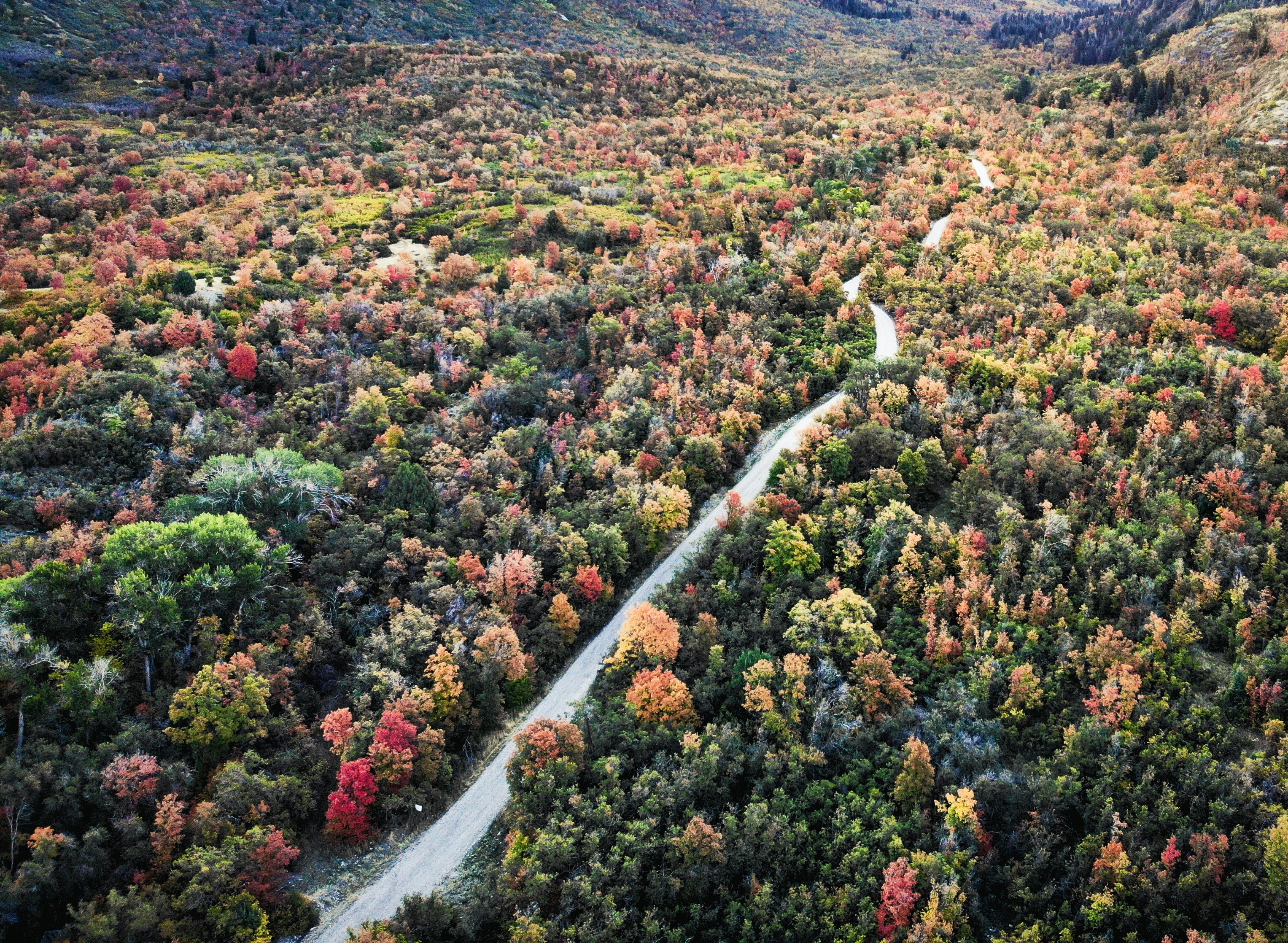 Serpentine Path Through Autumn's Palette