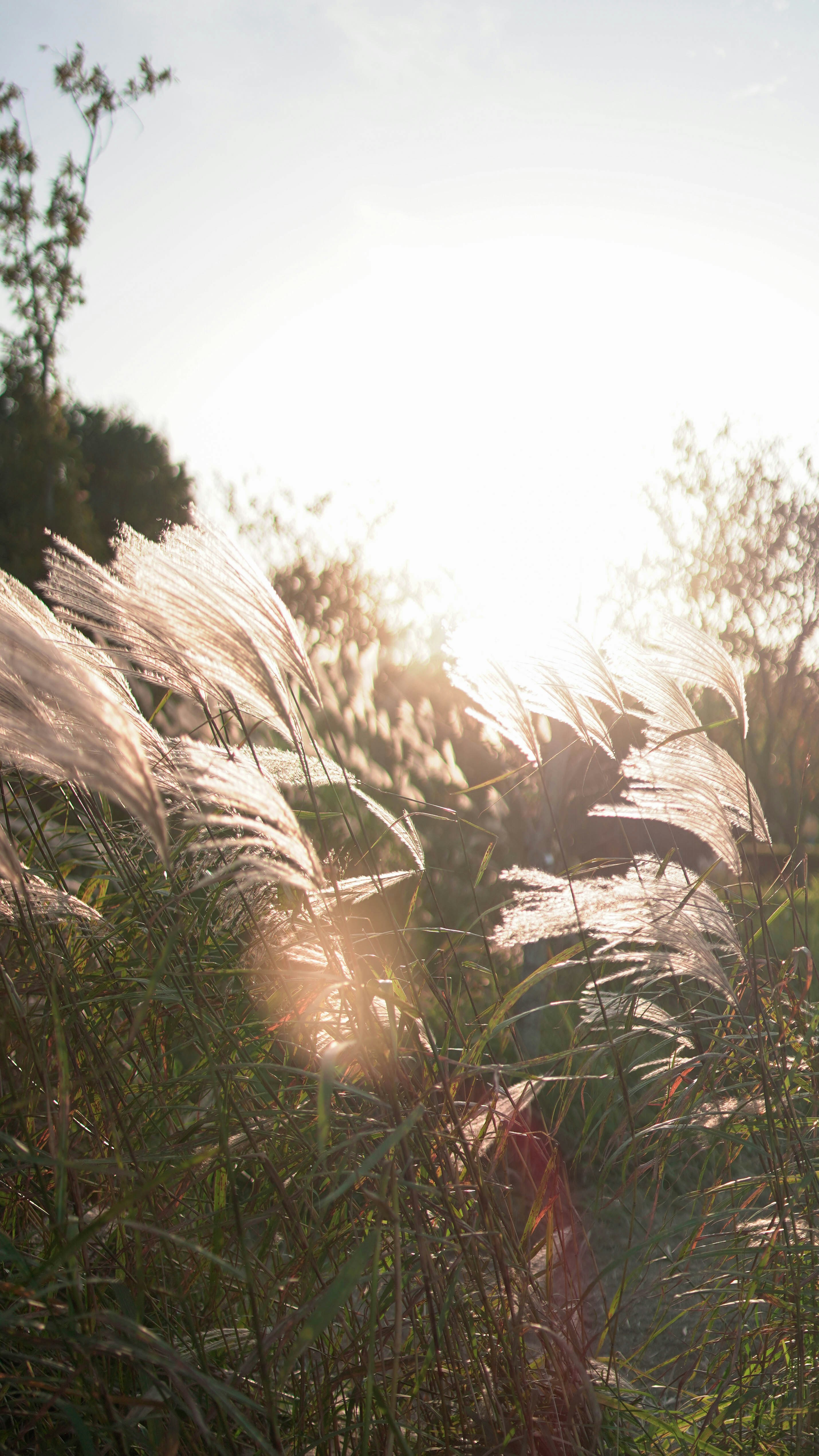 Reed Marsh | white grass field during daytime