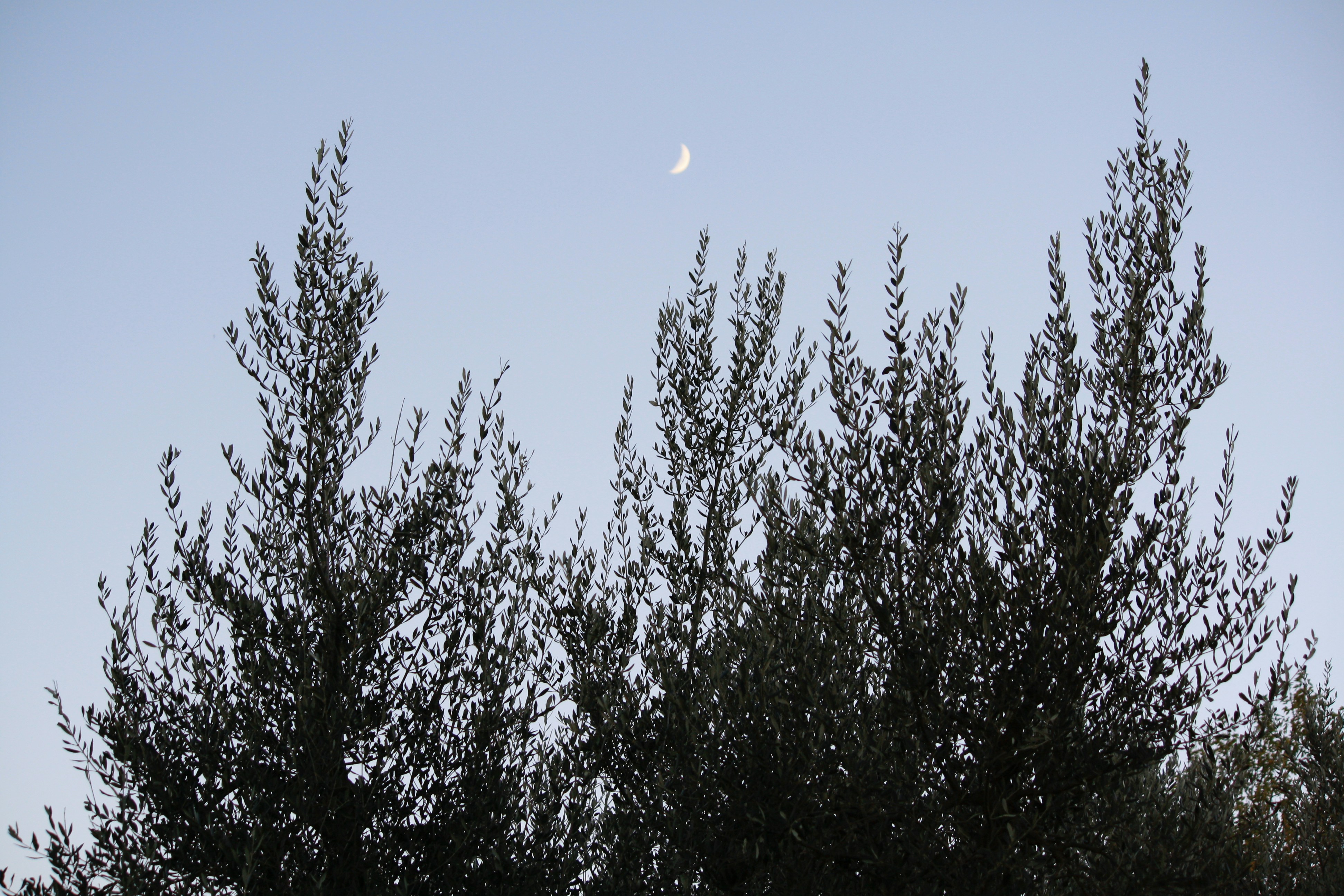 green tree under blue sky during daytime