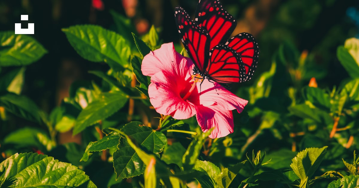 Foto Flor Rosada Con Hojas Verdes Imagen Calcuta Gratis En Unsplash