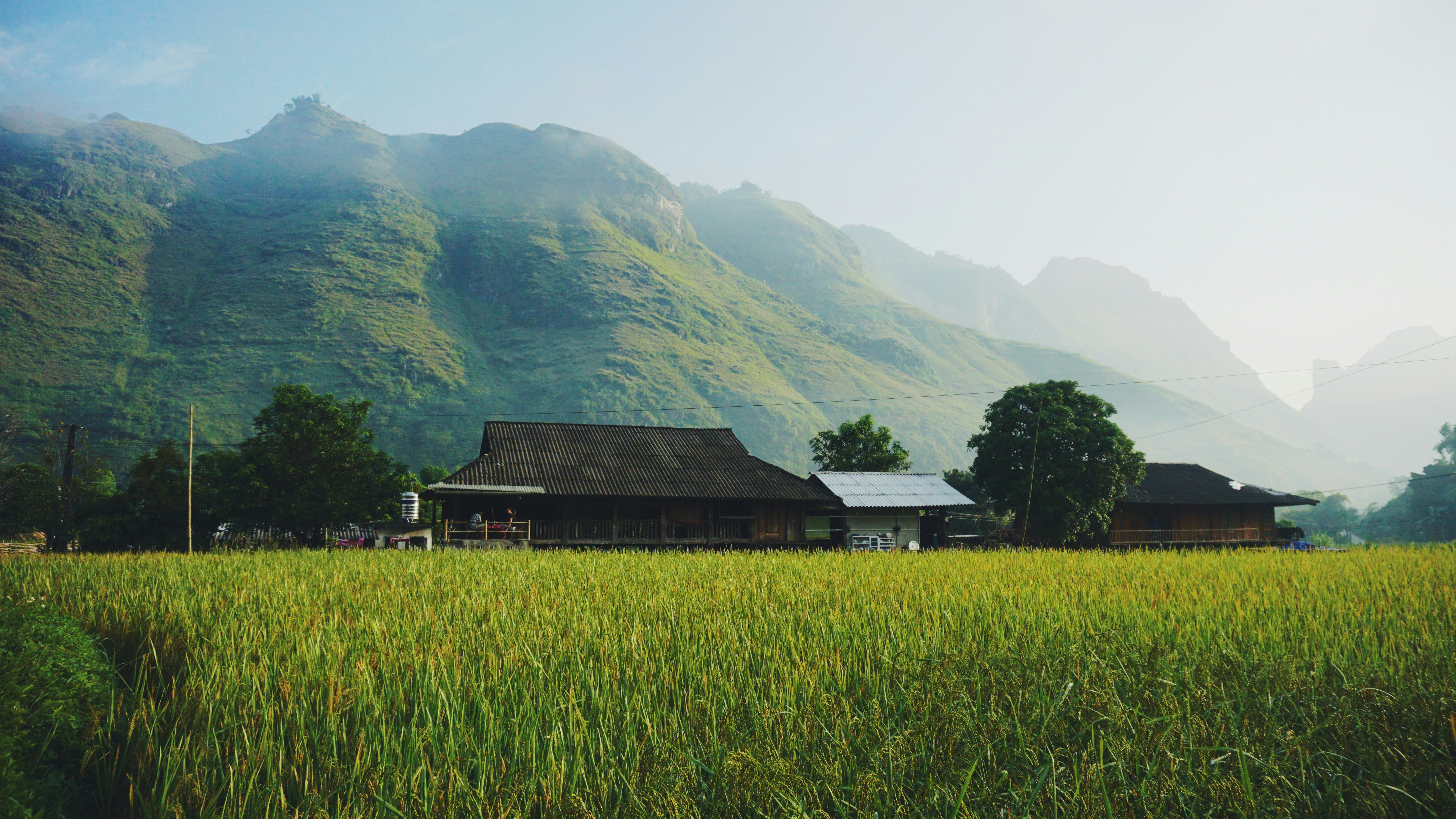 Traditional houses nestled among lush rice fields with majestic mountains in the background, bathed in soft morning light.