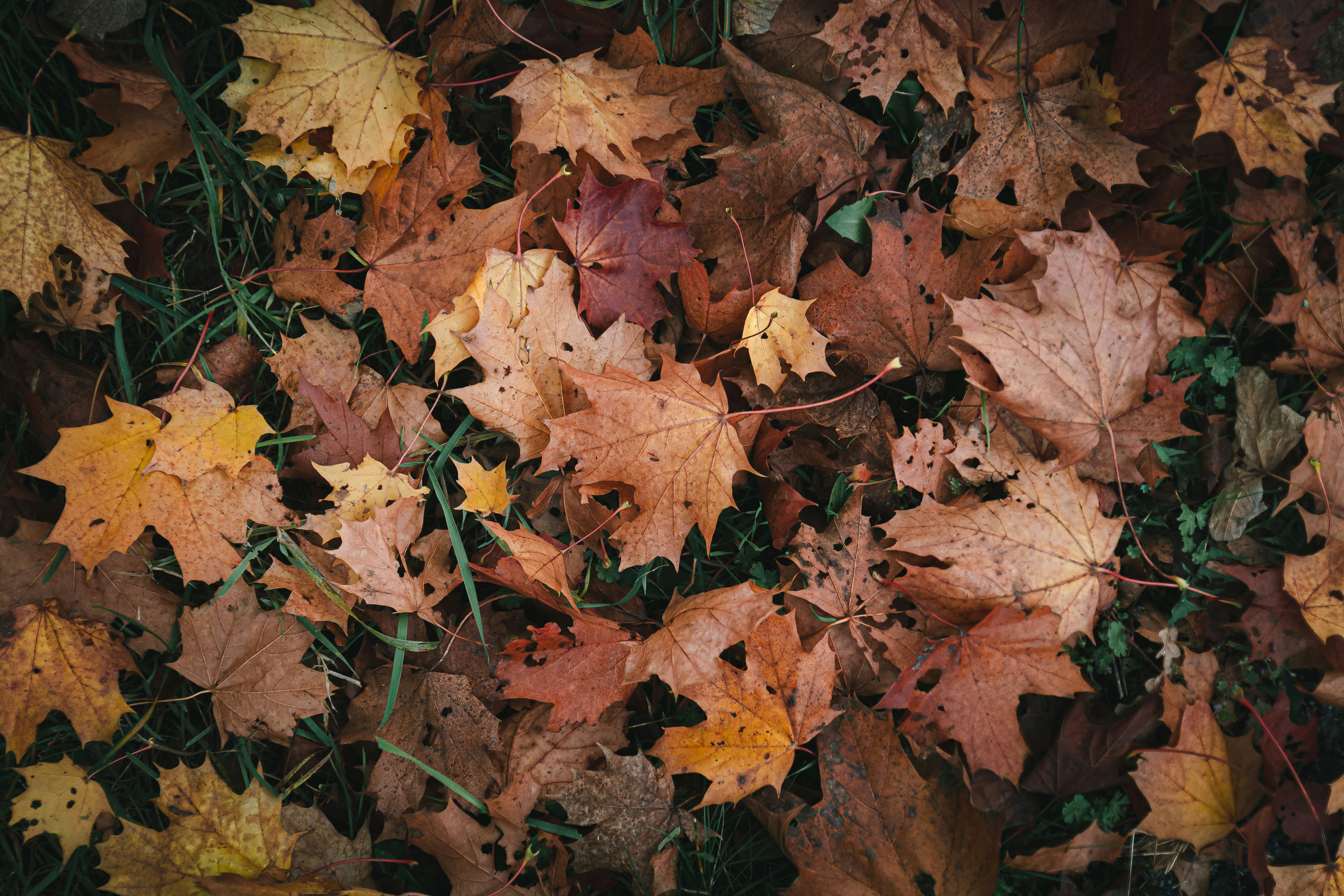 A vibrant array of fallen autumn leaves covering the ground, showcasing shades of orange, yellow, and brown.