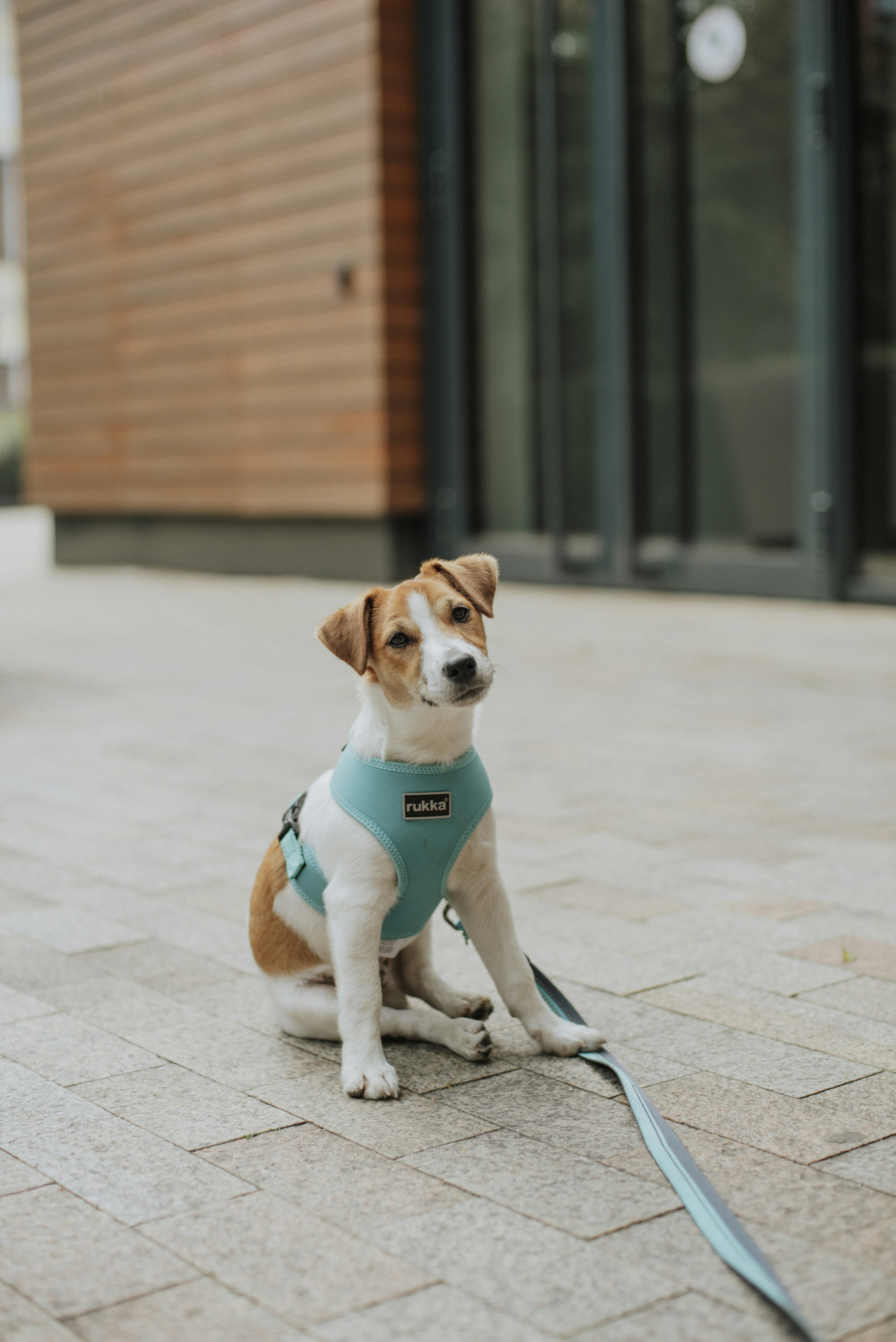 A Curious Beagle in Teal — Quiet Confidence on Urban Tiles