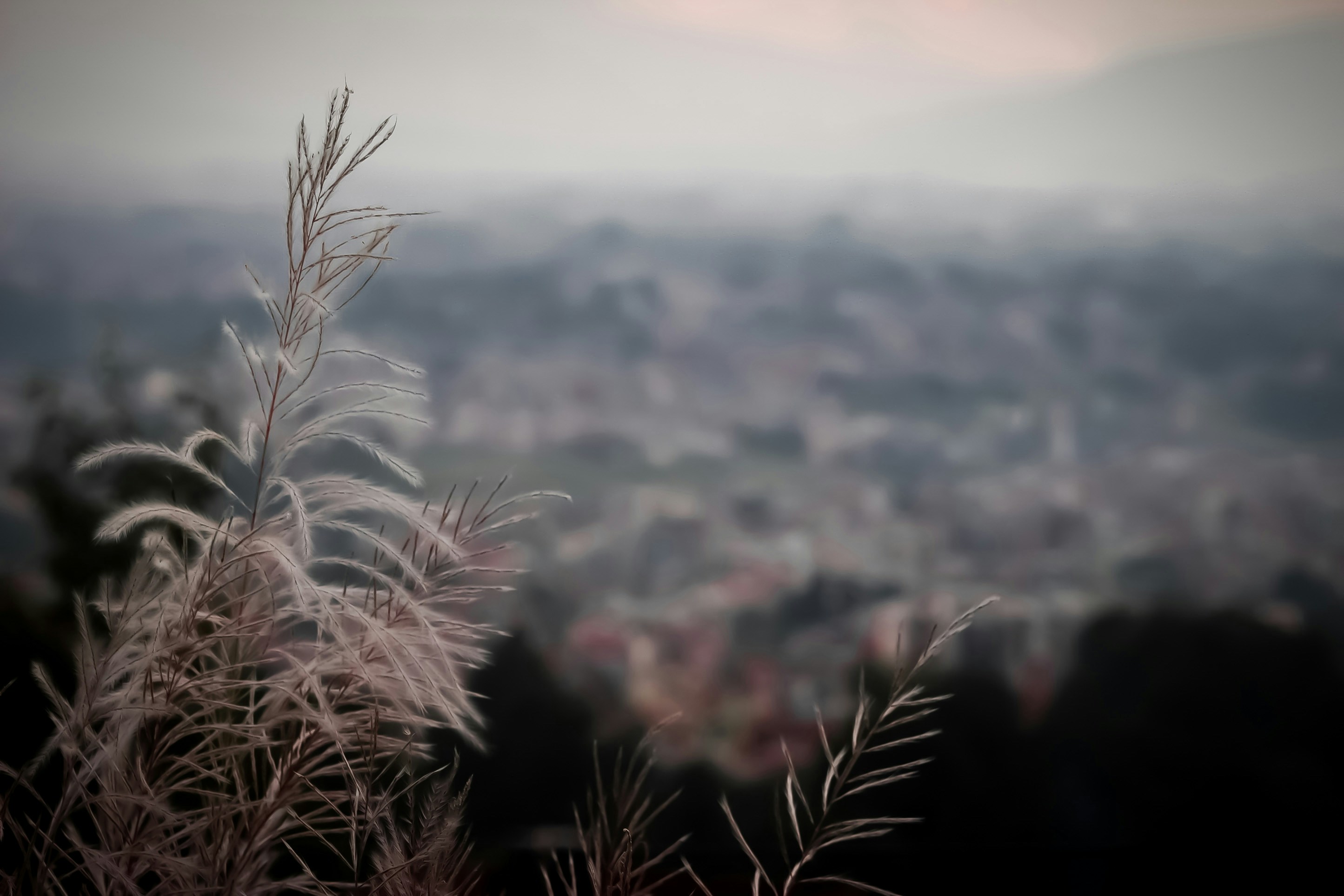 Mist-lit reeds with distant, softly blurred townscape