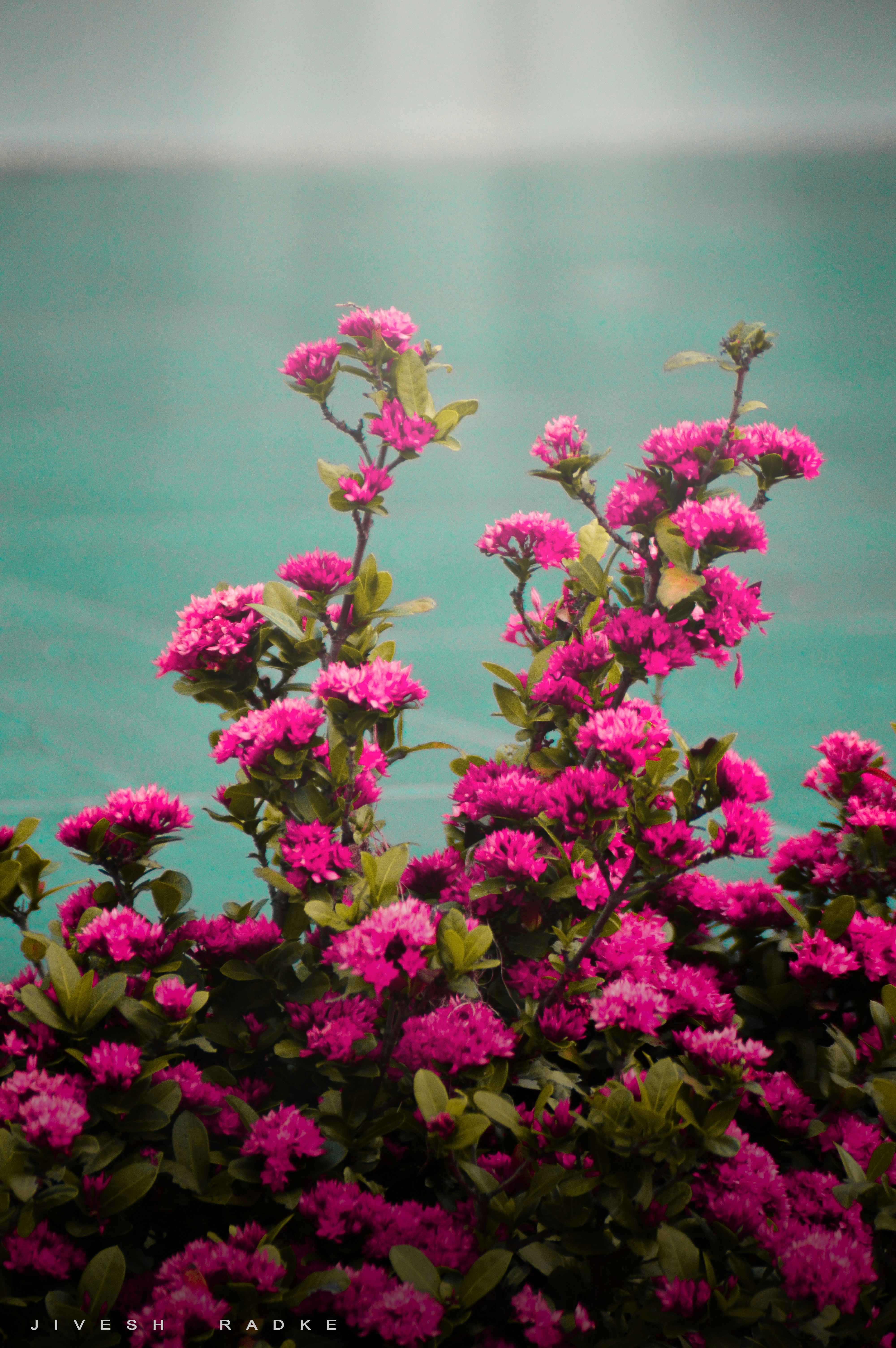 Pink Azalea Clusters Against a Teal Backdrop