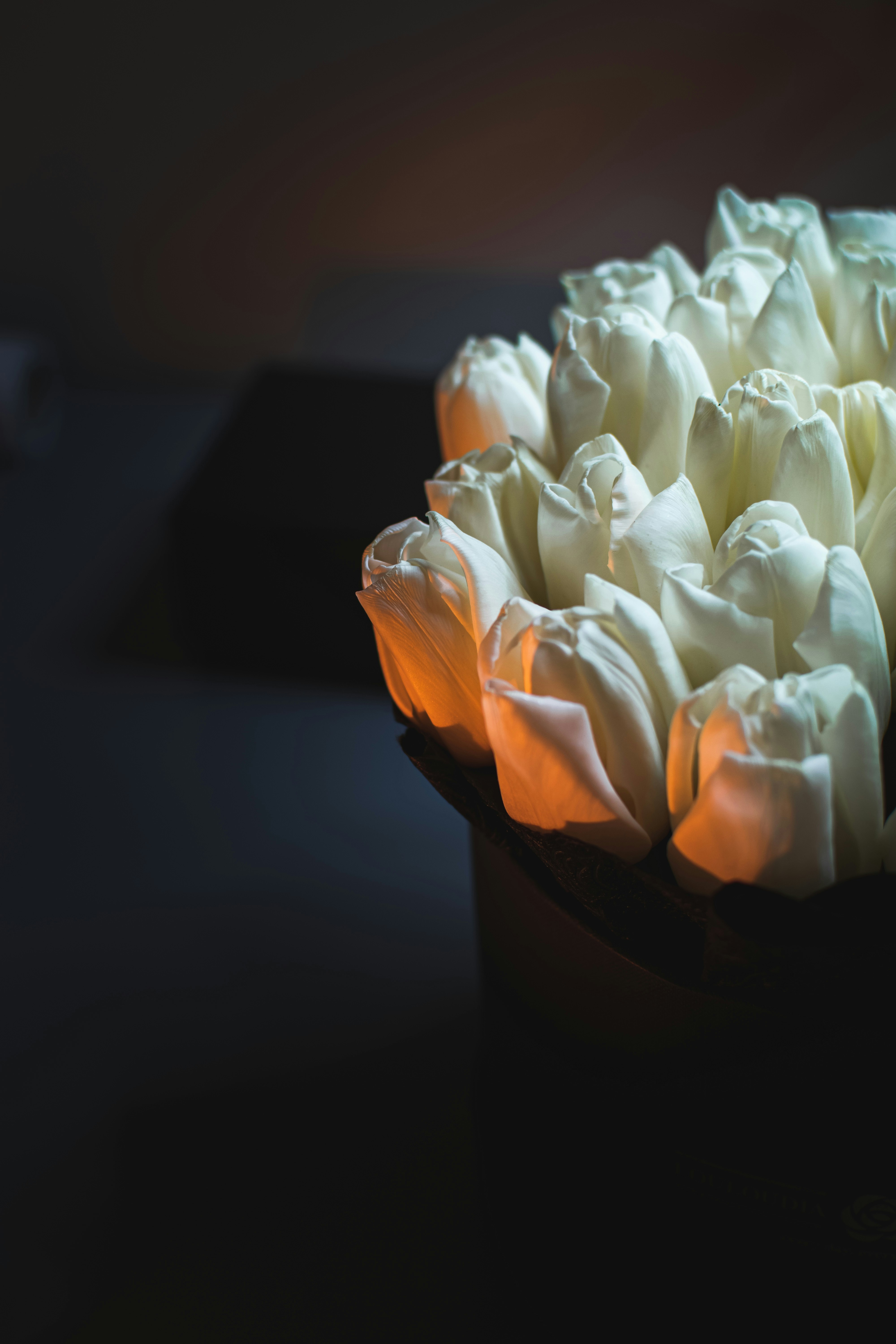 Ember-Touched Petals: A Quiet Floral Portrait in Shadow