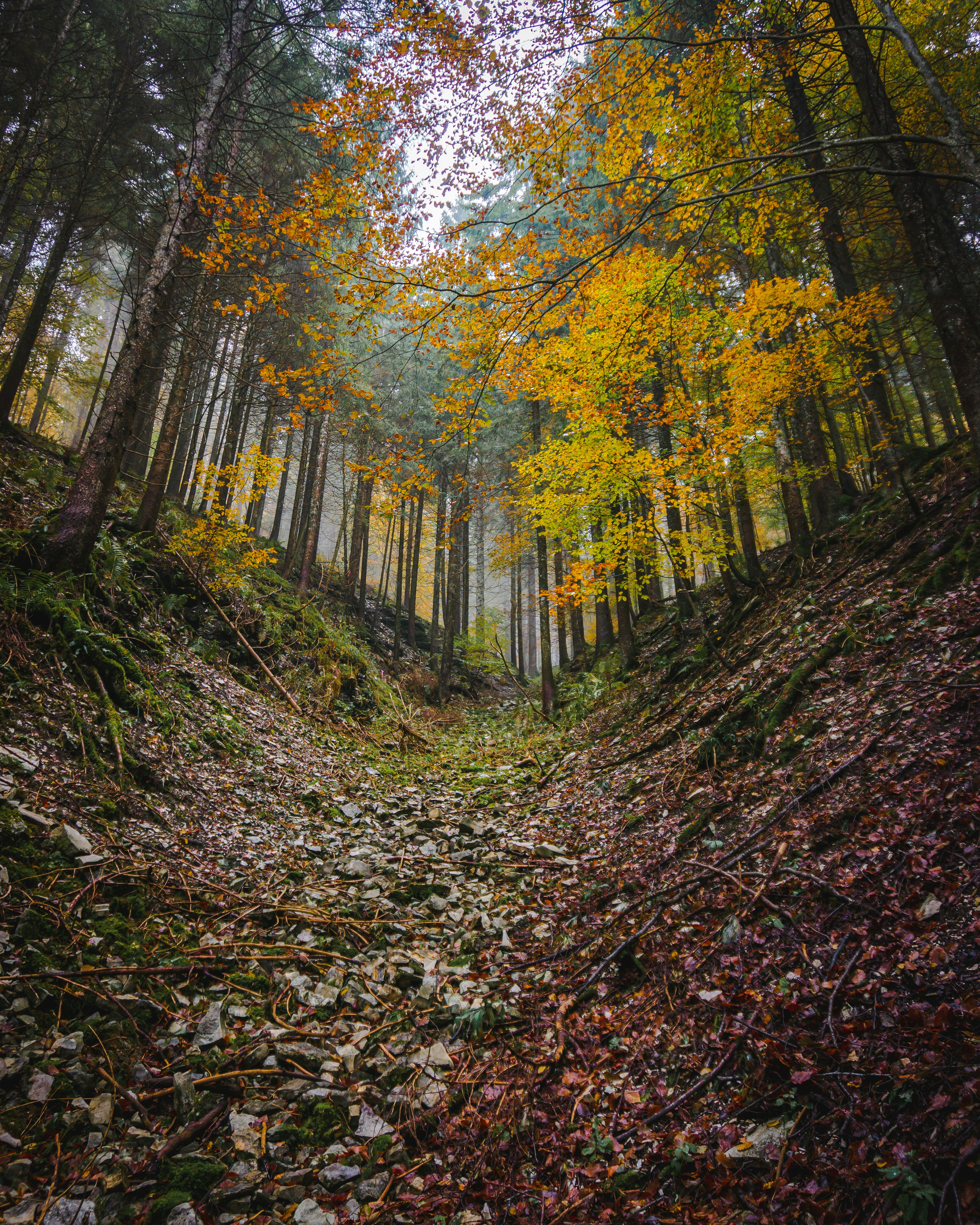 A serene forest path blanketed with fallen leaves and flanked by towering trees adorned in autumn colors. The mist adds a mystical quality to the scene.