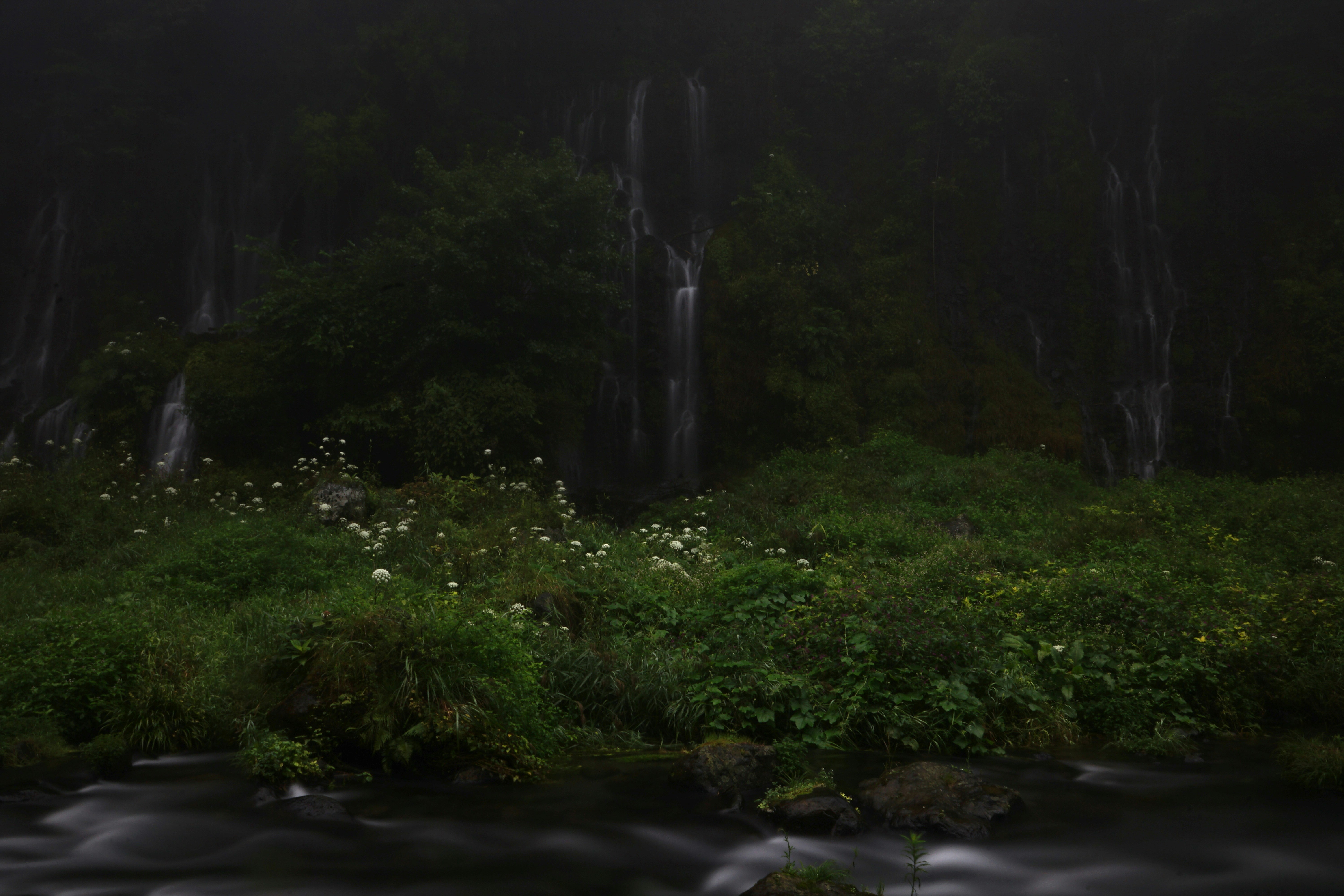 Twilight Green: White Wildflowers by a Hidden Cascade