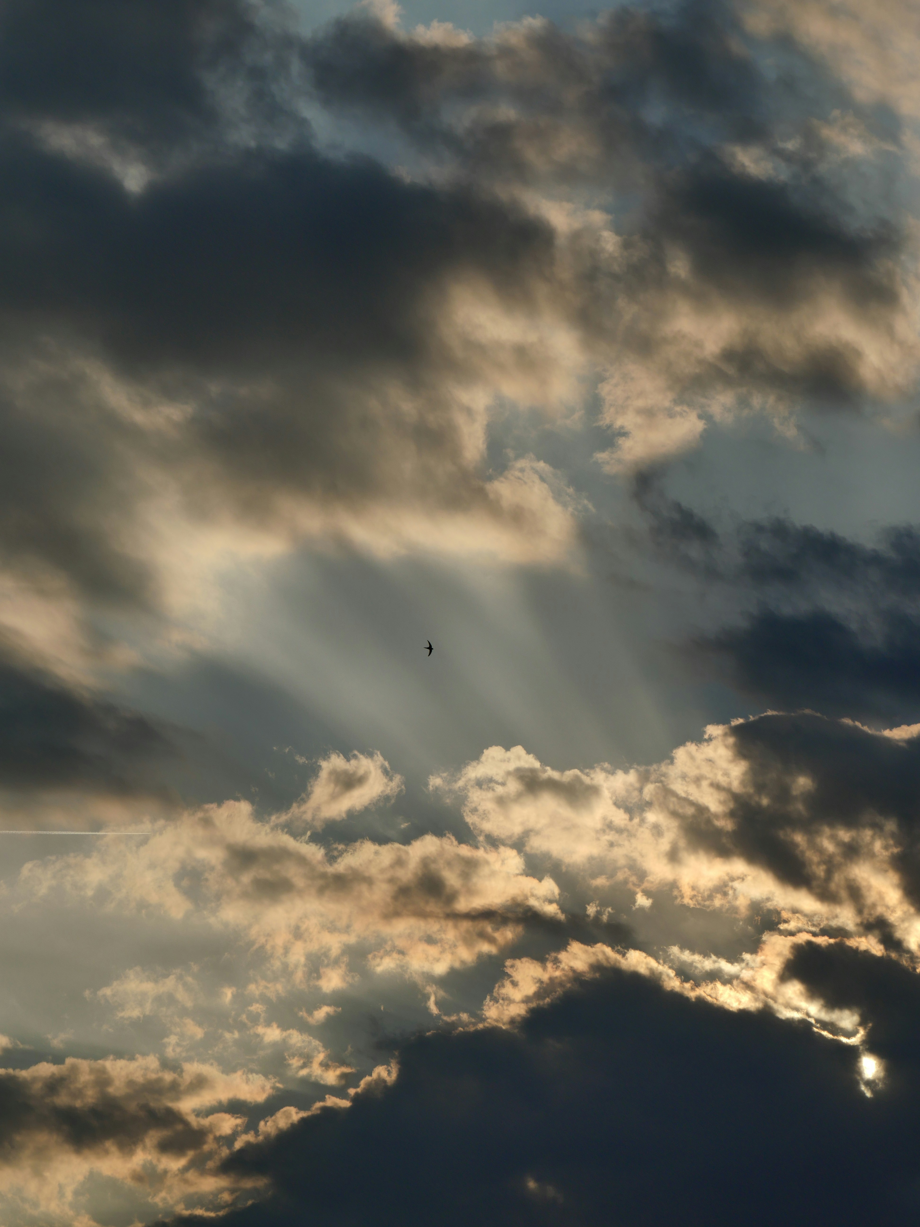 Sunlight streaming through clouds, creating a dramatic interplay of light and shadow with a solitary bird soaring in the midst.