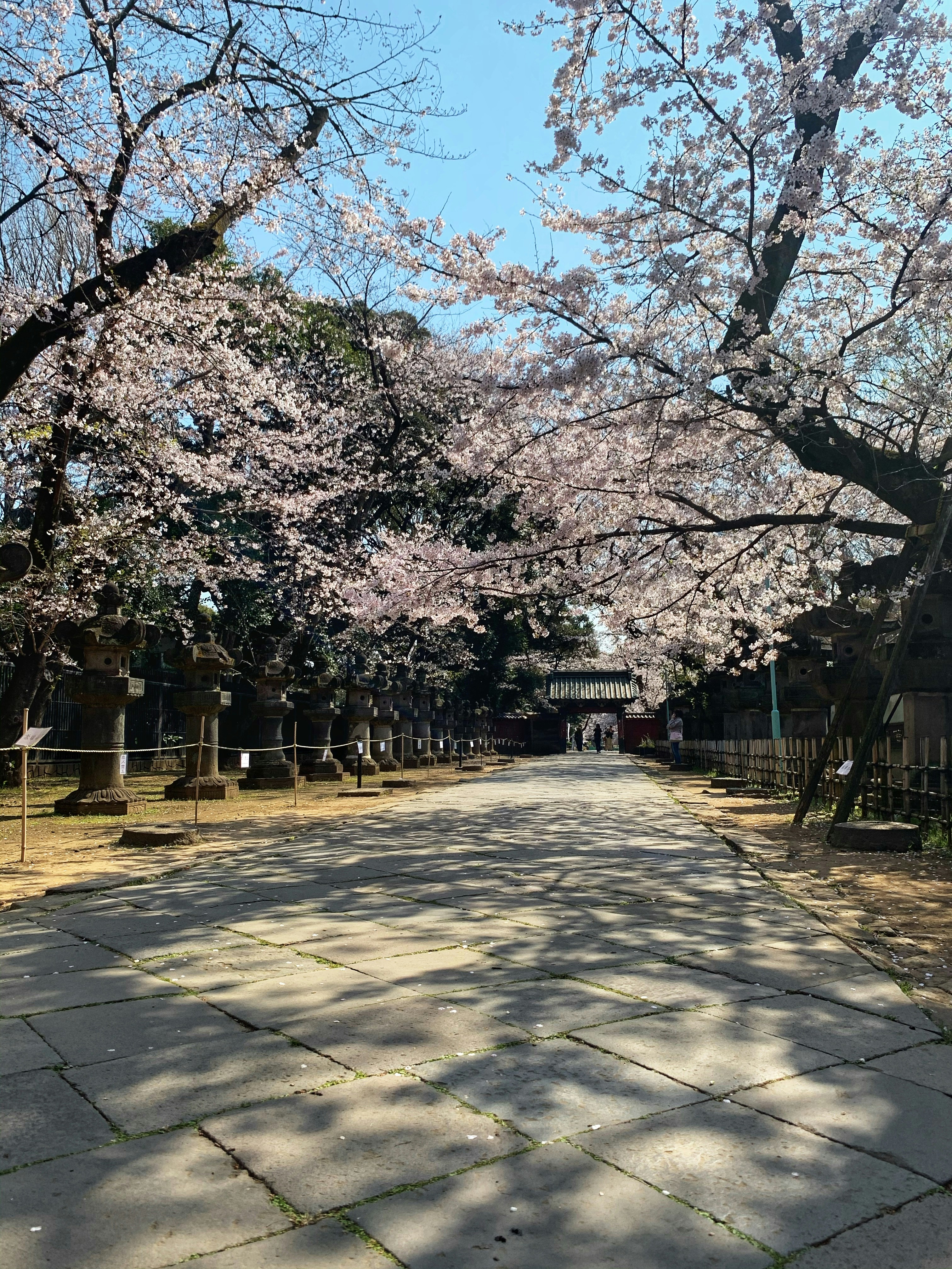 Cherry Blossom Pathway: A Tranquil Journey Through Nature's Embrace