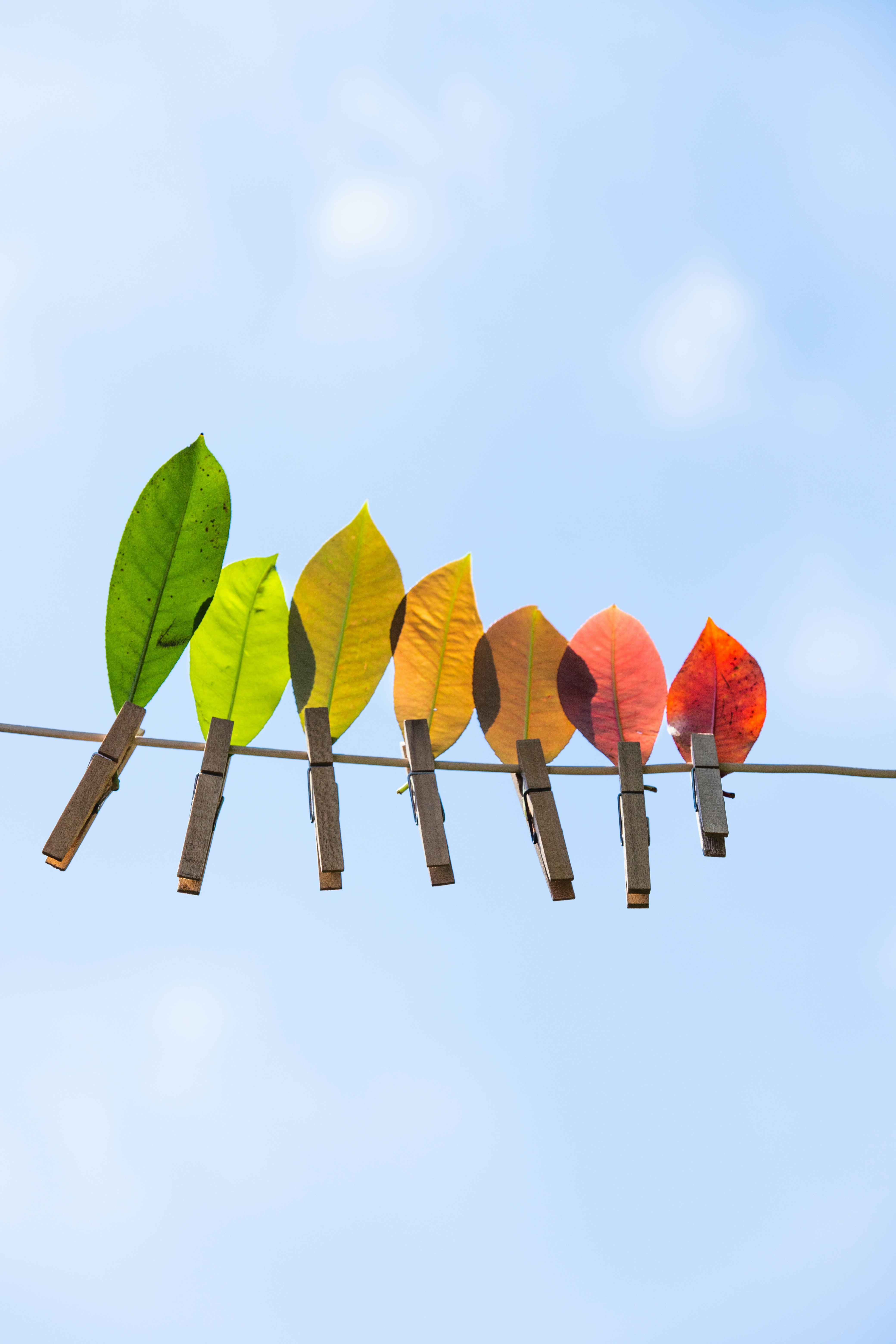 Colorful leaves on a clothesline stitched across a clear blue sky