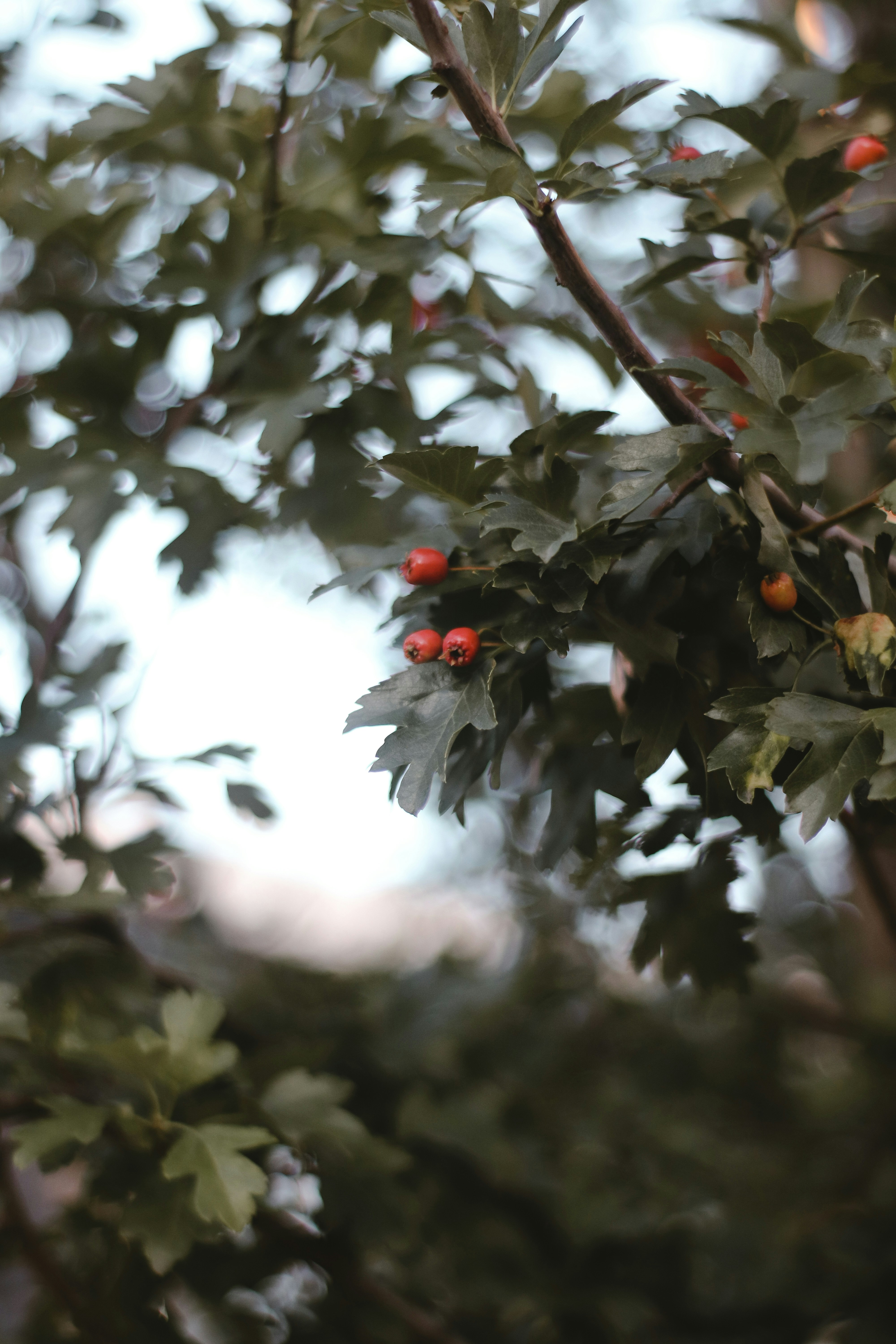 Close-up of vibrant red berries nestled among rich green leaves, capturing the essence of seasonal change.