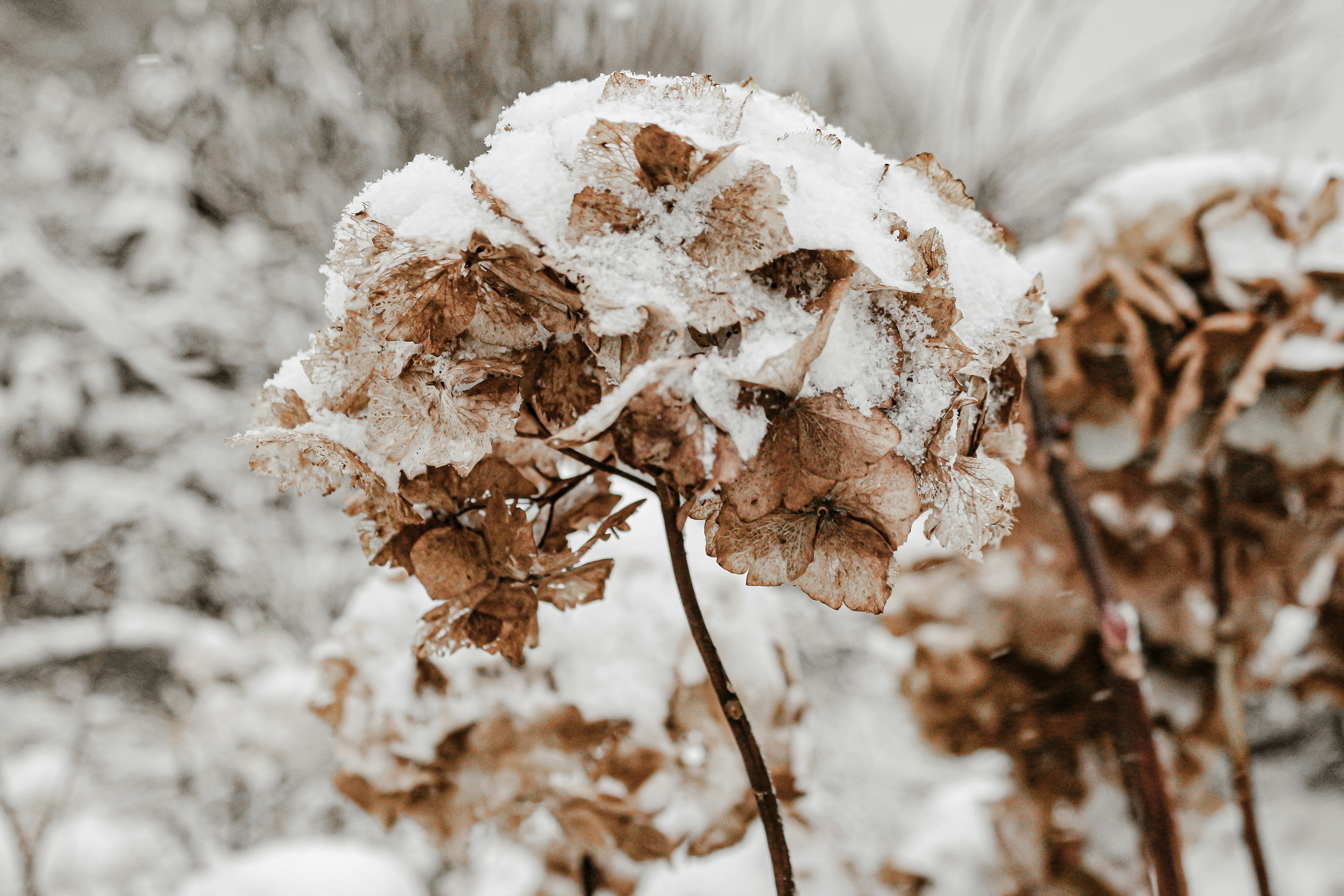 Dried hydrangea flowers covered in a delicate layer of snow.
