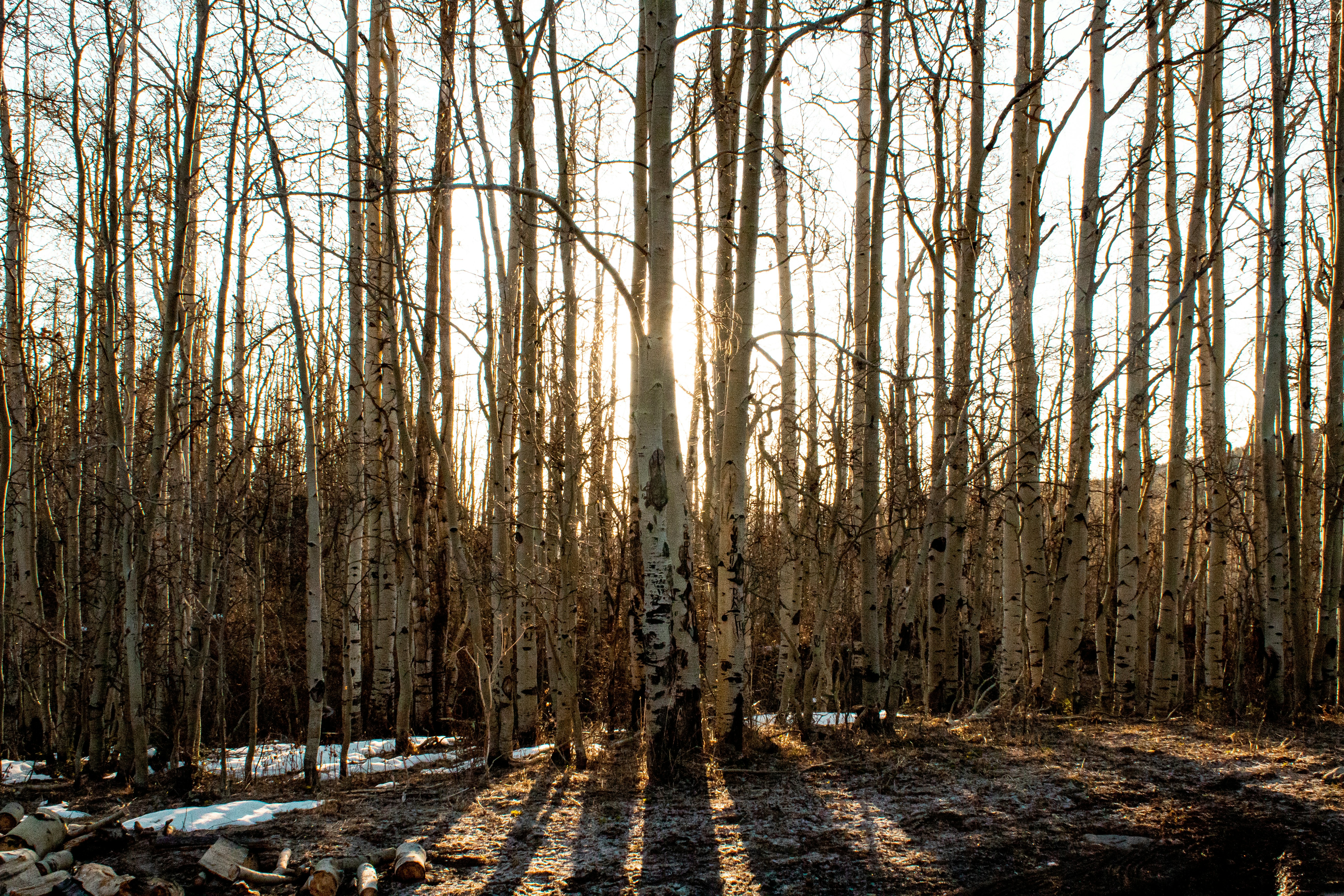 Sunlight filters through a cluster of aspen trees, casting elongated shadows on the ground. The scene captures the serene transition of daylight in a wooded area.
