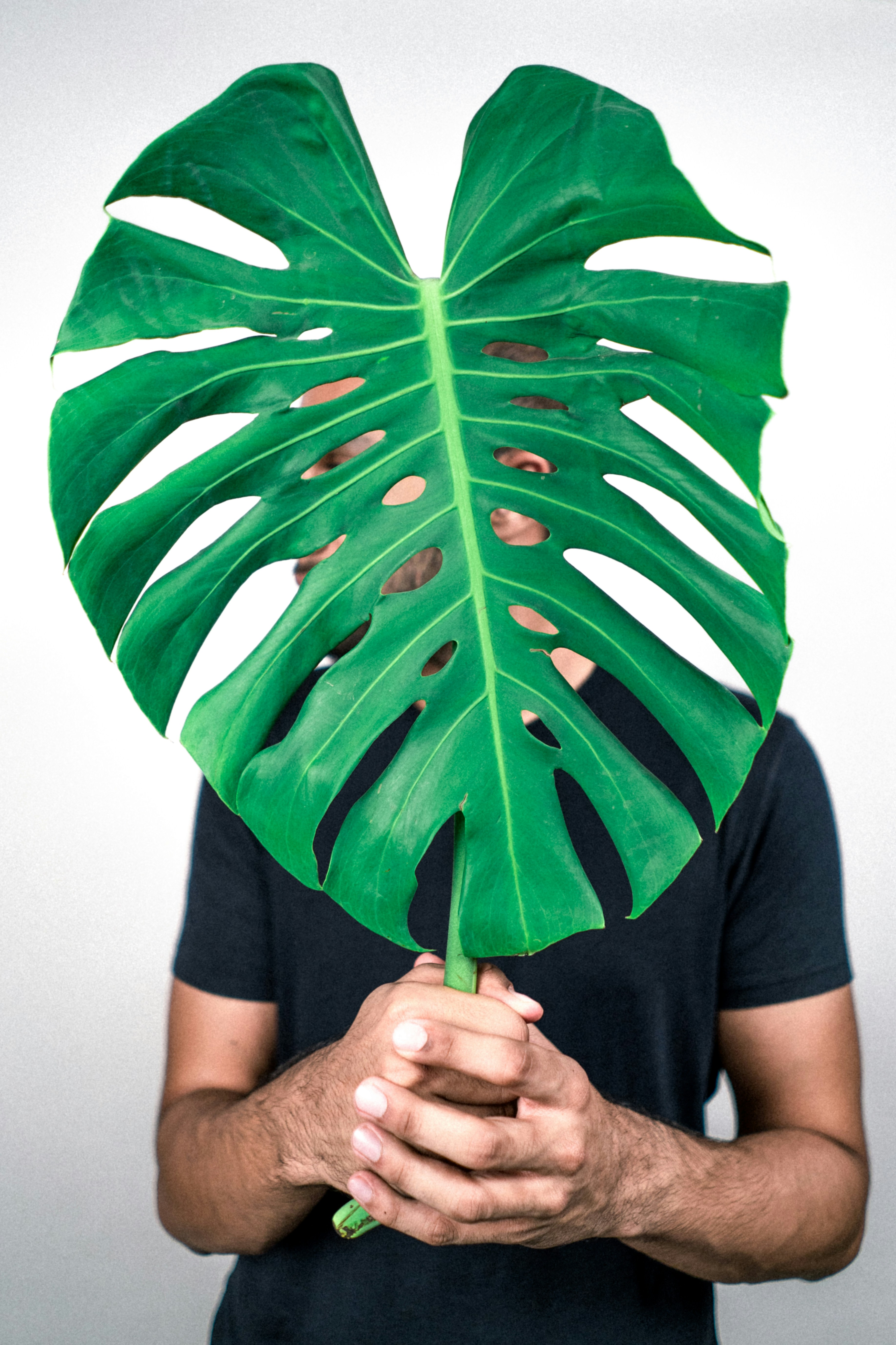 A person holding a large monstera leaf in front of their face, blending human and nature. The background is minimalistic, enhancing the leaf's vibrant green hues.