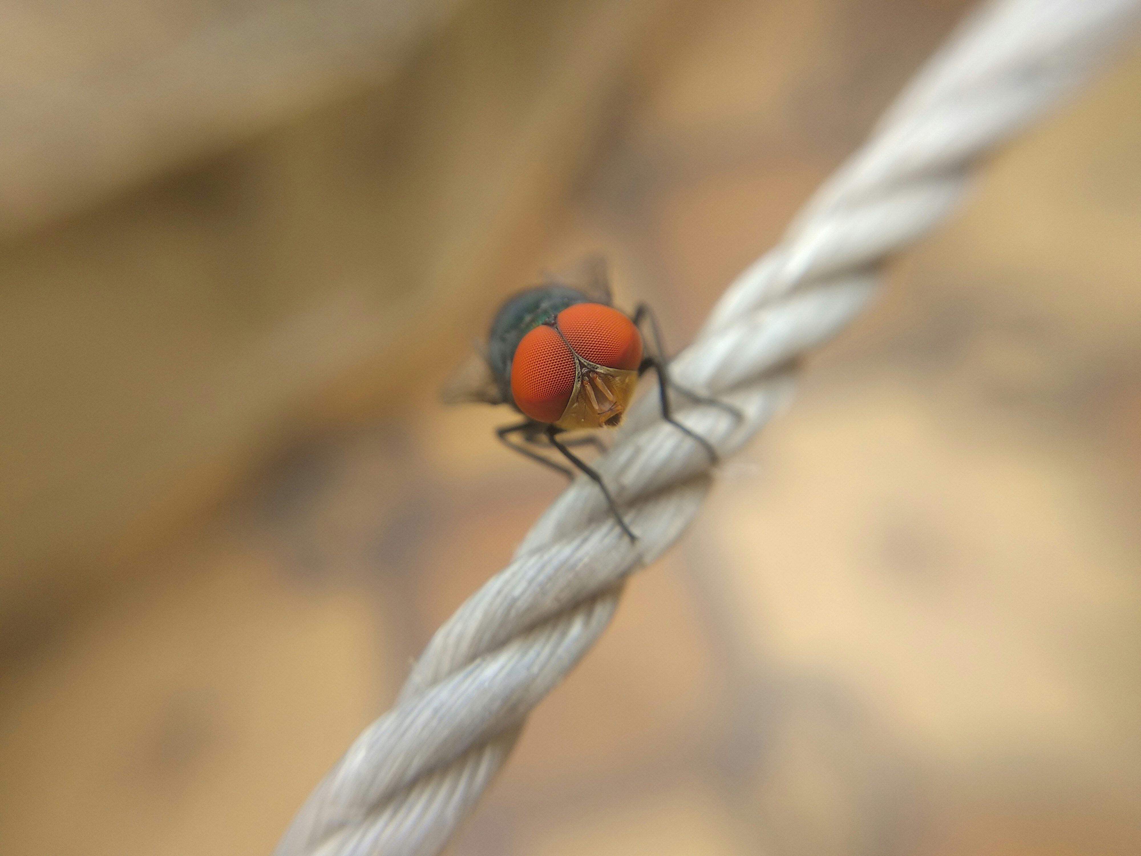 Crimson-eyed Hoverfly on a Steel Cable: A Macro Portrait