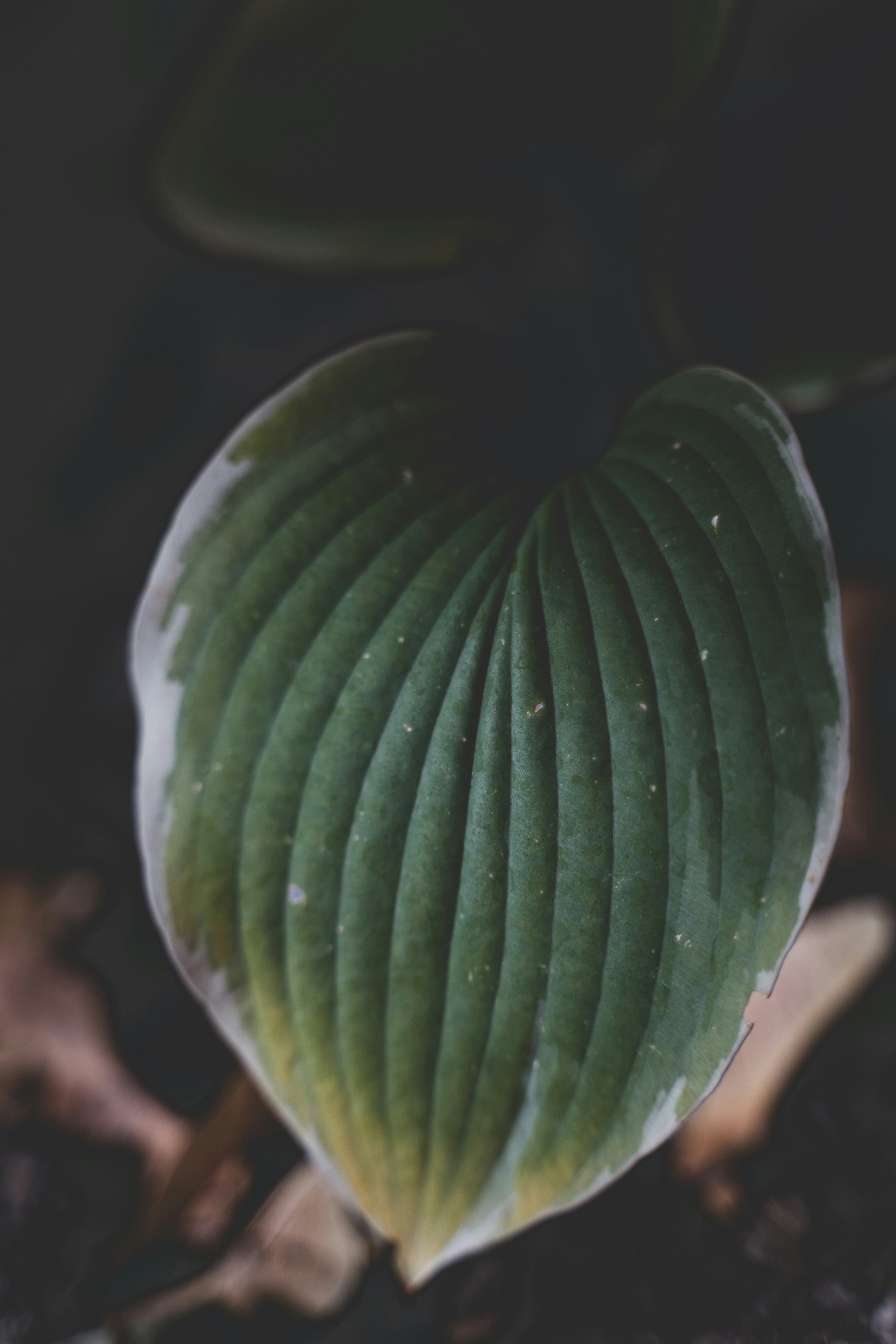 Verdant Riddles: A Close-Up Study of a Ribbed Leaf
