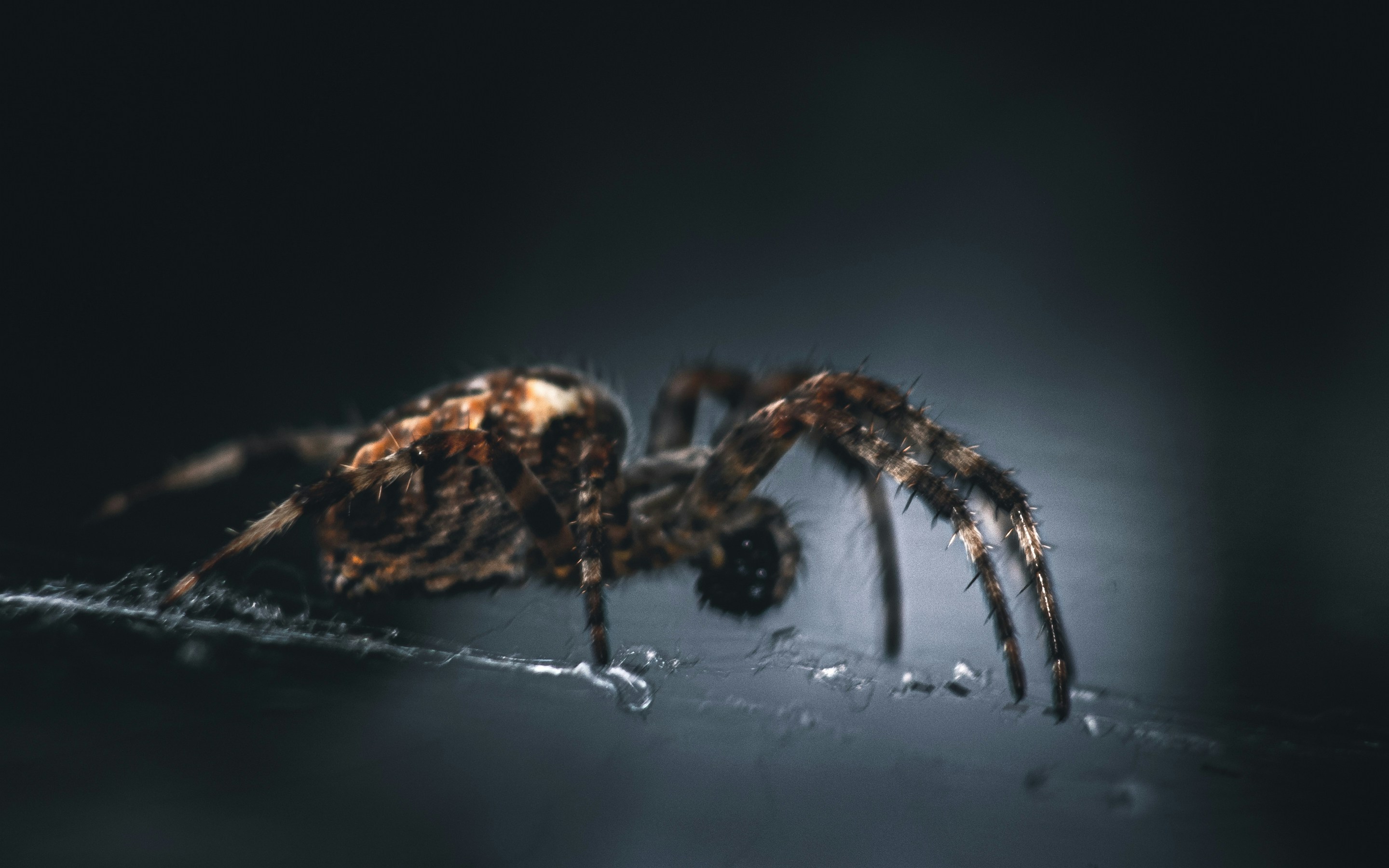 Shadowed Wanderer: A Spider on a Silken Thread