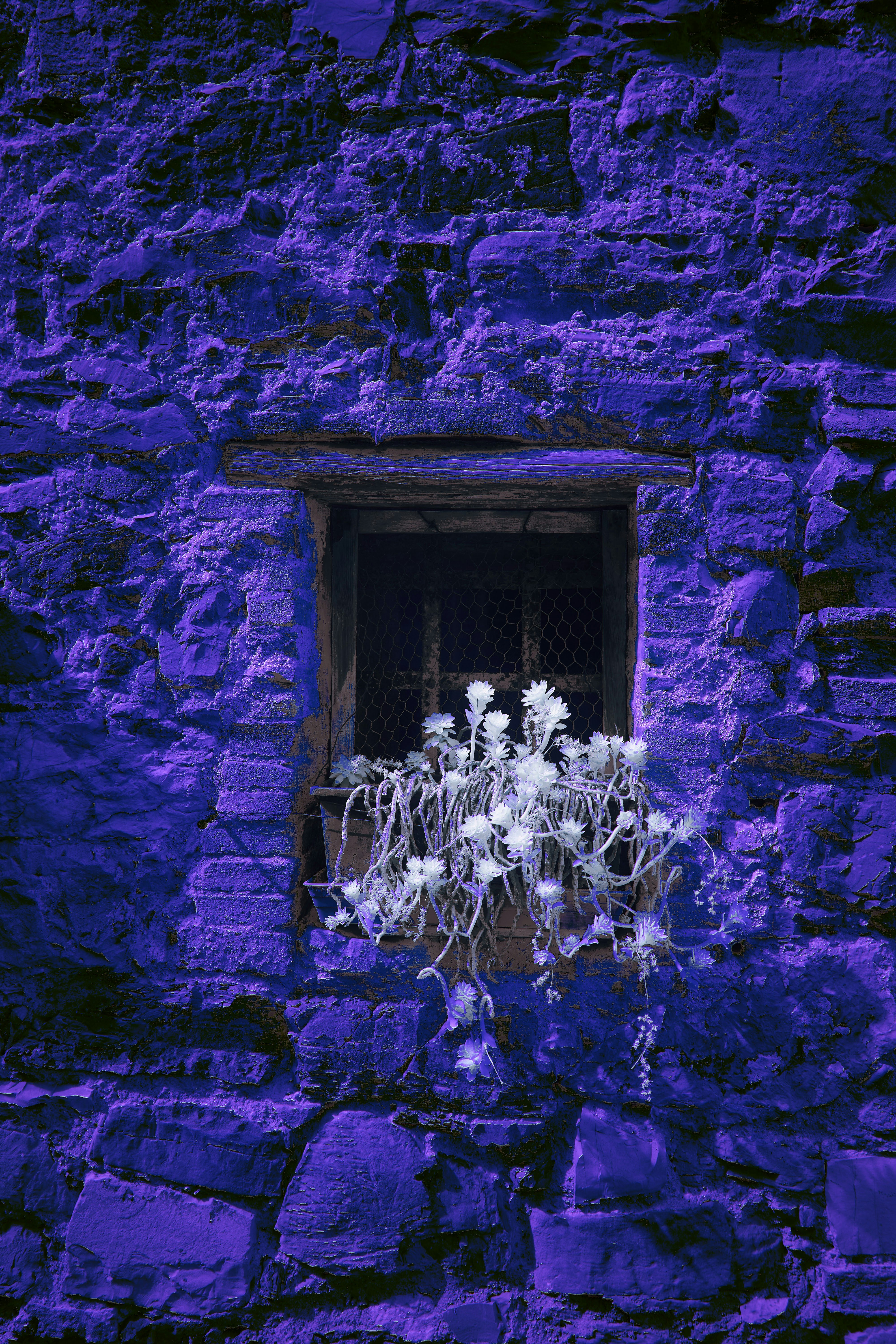 Blue Vessel: A Window Blooming from a Rustic Wall