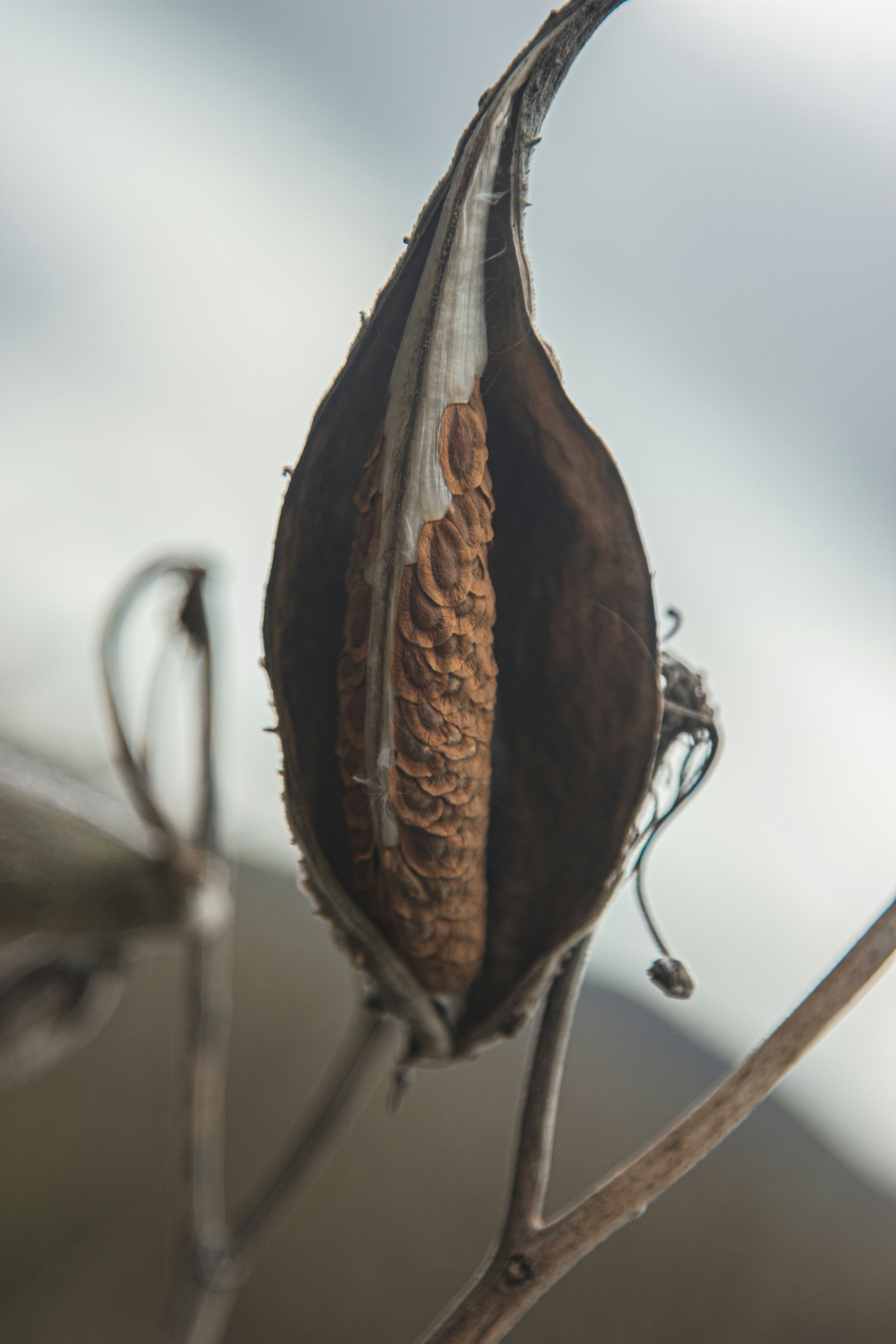 The Hollow Seedpod: A Macro Study in Texture and Light