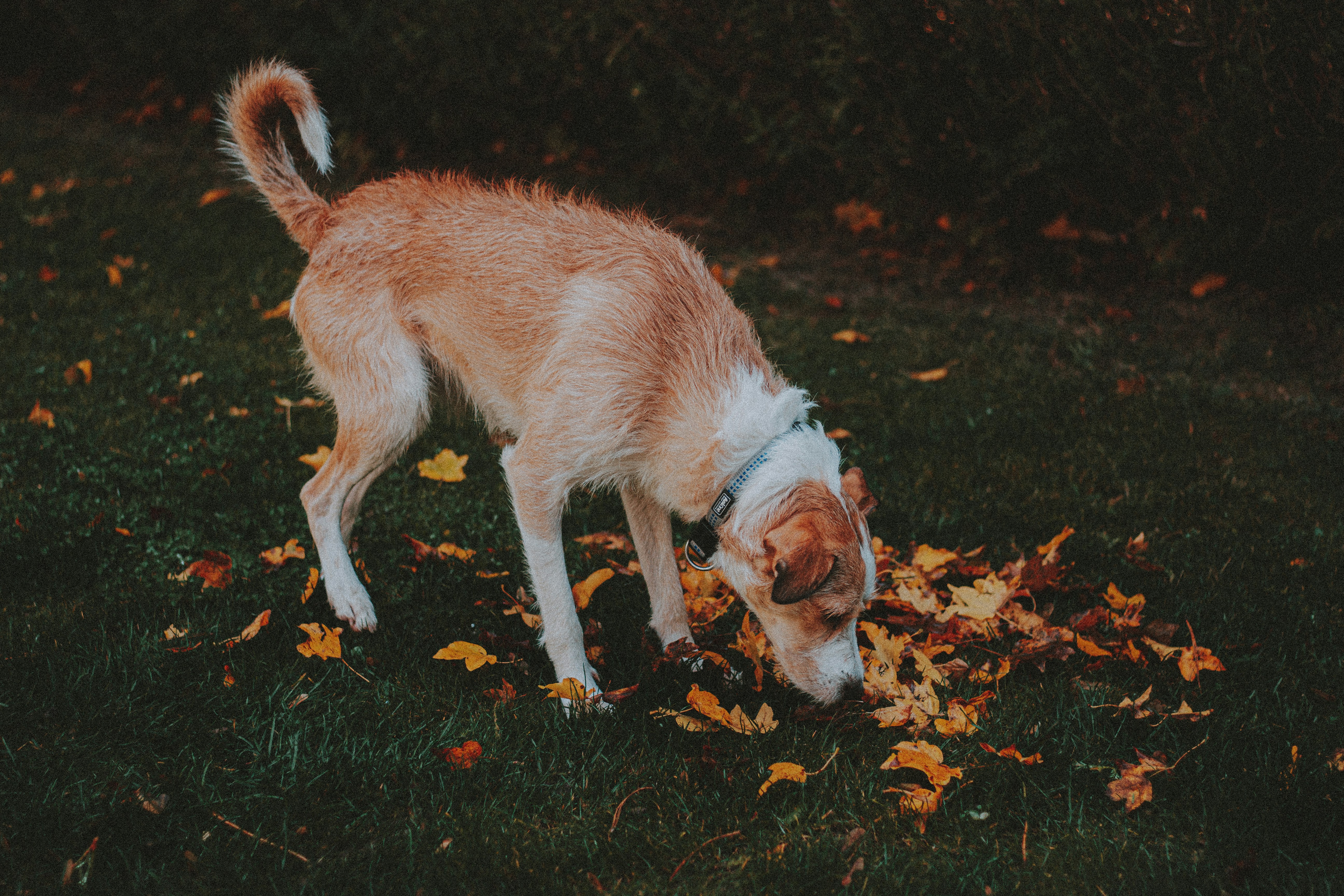 A dog sniffing through a pile of vibrant autumn leaves on a grassy lawn.