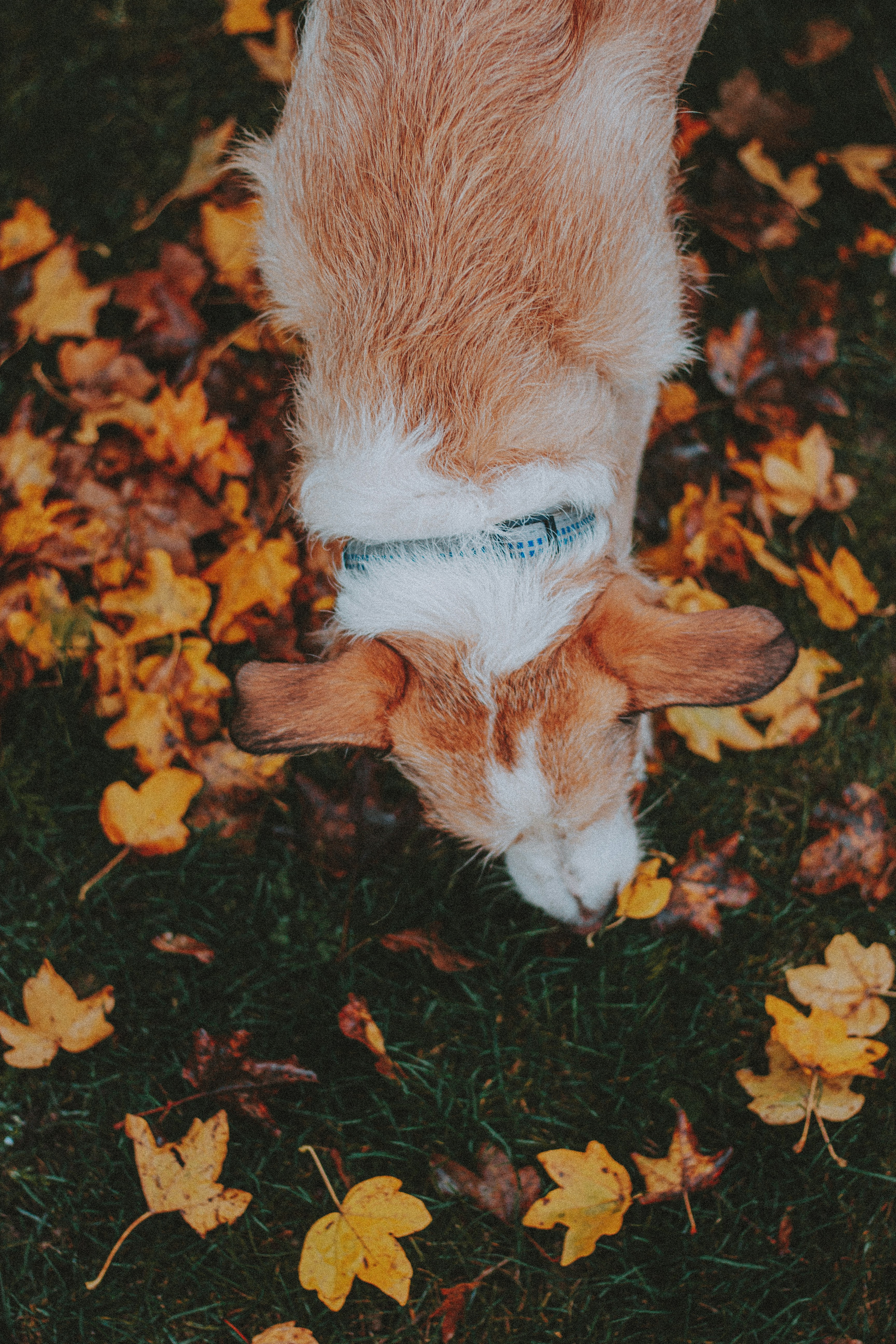 Autumnal Noseprint: A Corgi’s Ground-Level Portrait Among Fallen Leaves