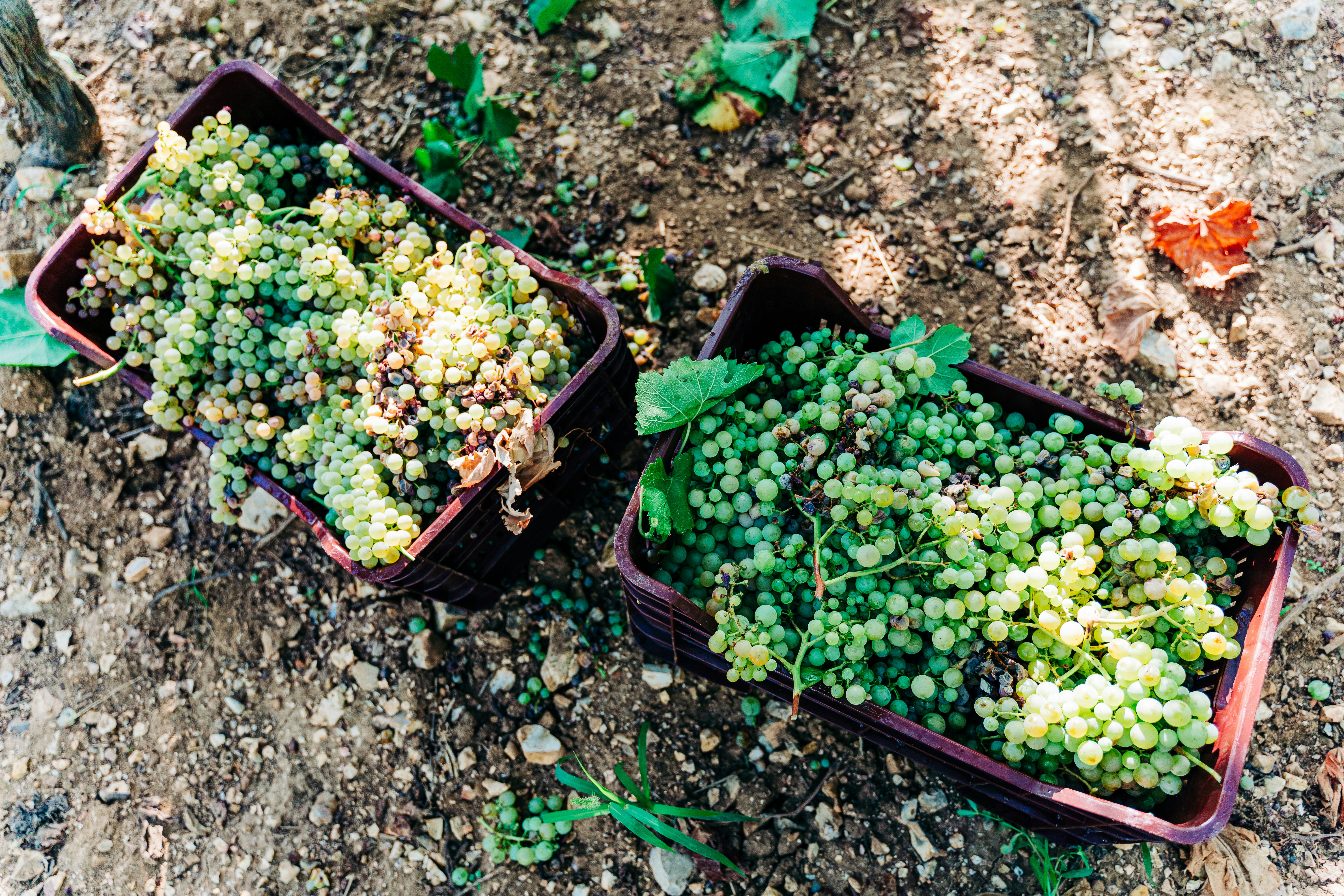 Grapevine Harvest: Two Baskets of Fresh Bunches Resting on Earth