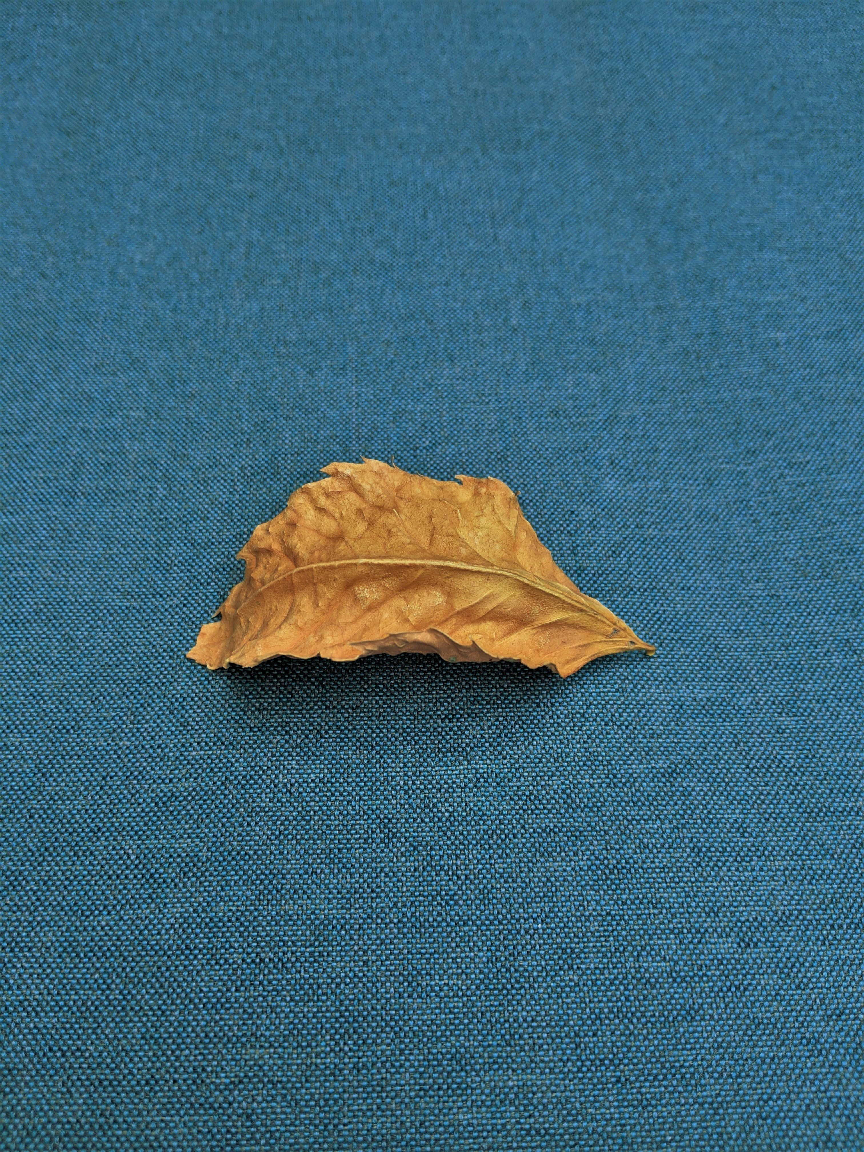 Dried leaf resting on a vibrant blue fabric background, highlighting the contrast between organic texture and smooth surface.