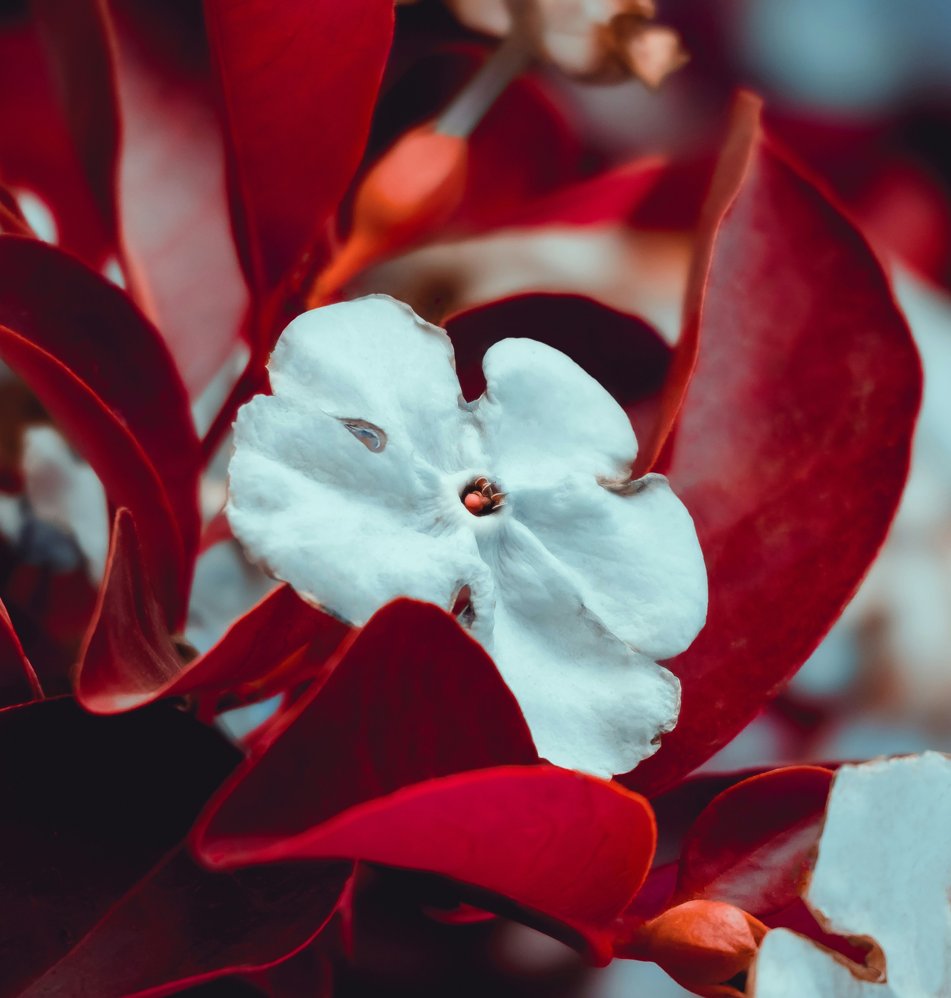 Crimson Leaves Meet a White Blossom: Close-Up of Contrasting Petals
