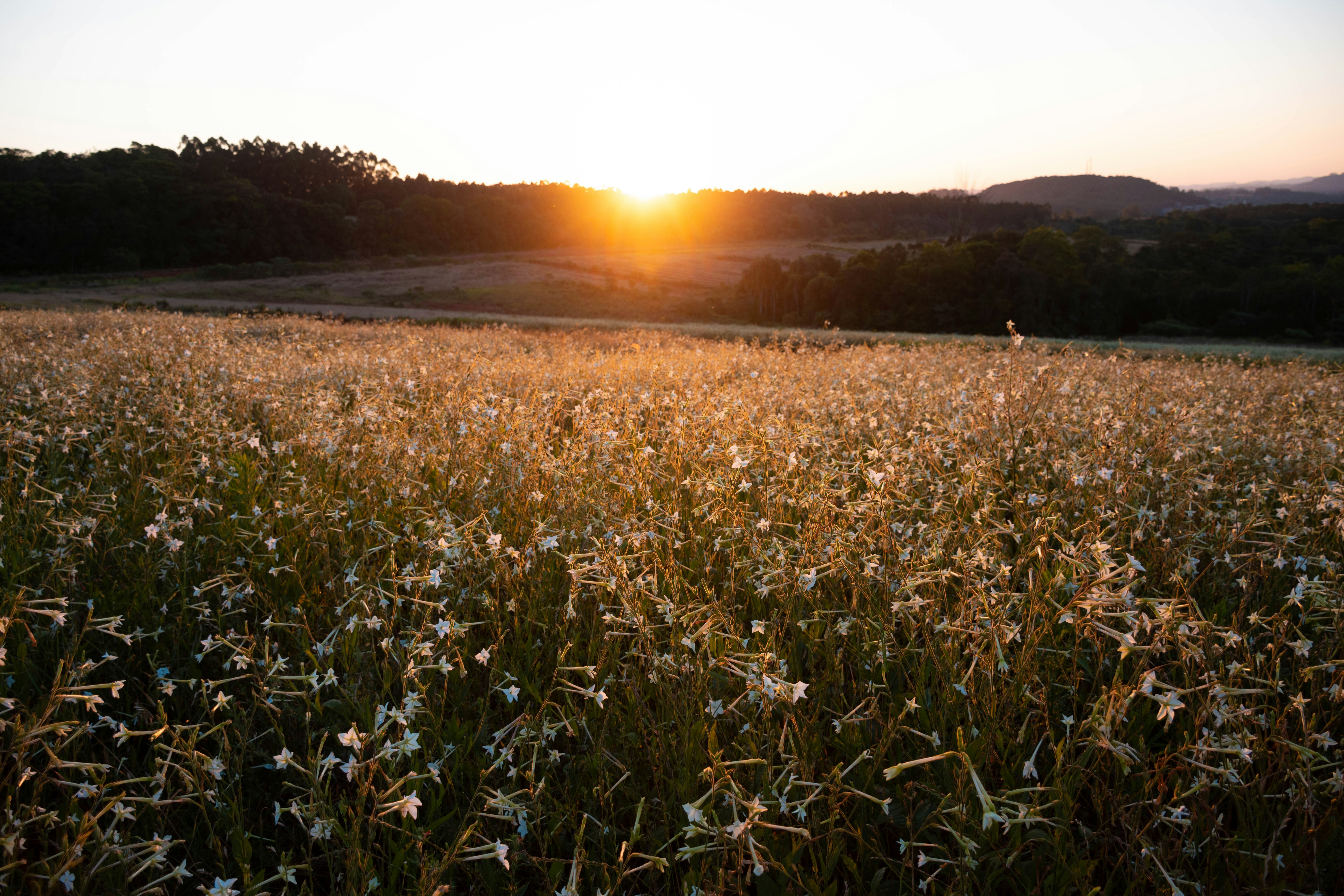 Field of delicate white flowers illuminated by the warm glow of the rising sun, creating a serene landscape. 