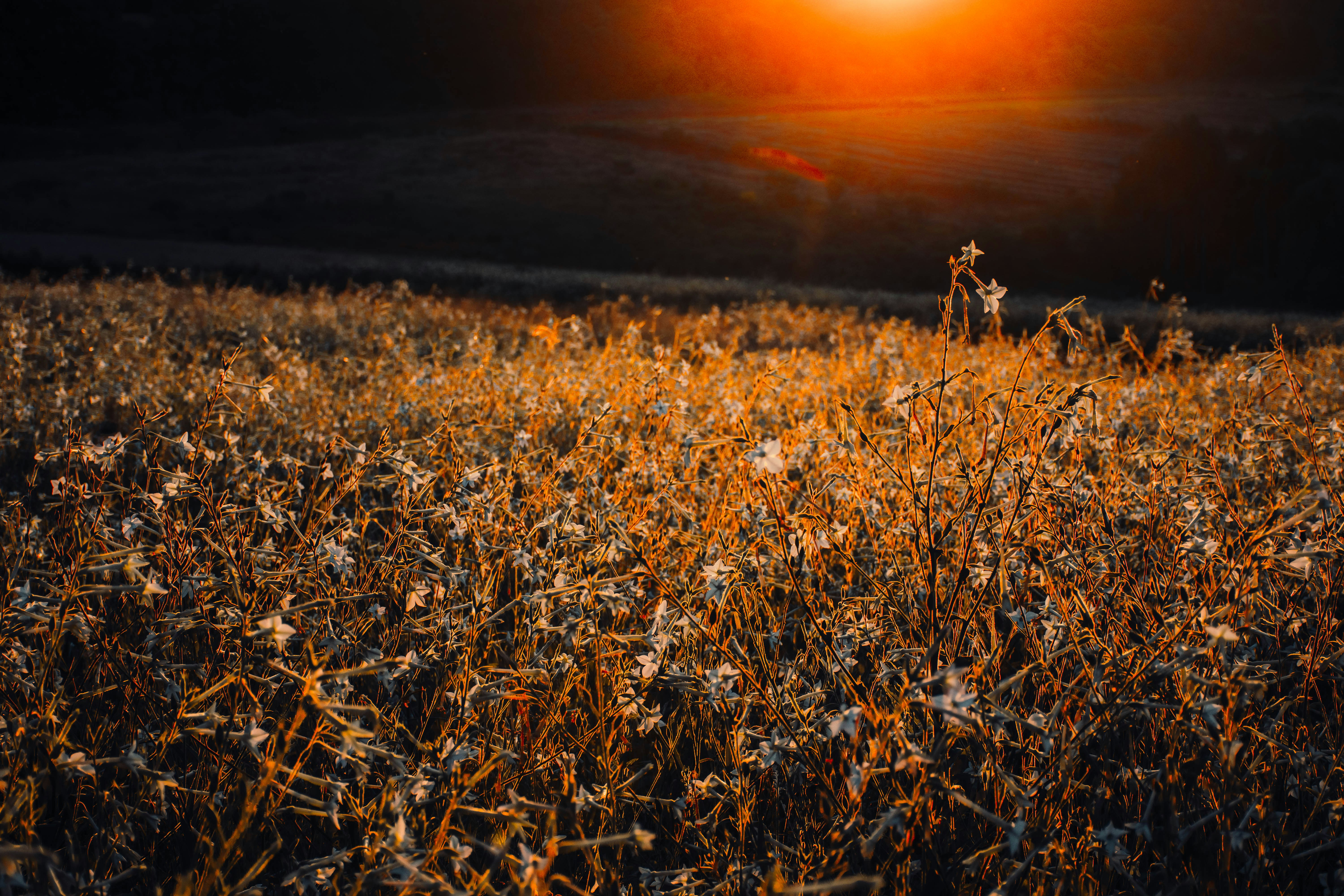 Brown grass field during sunset photo – Free Nature Image on Unsplash