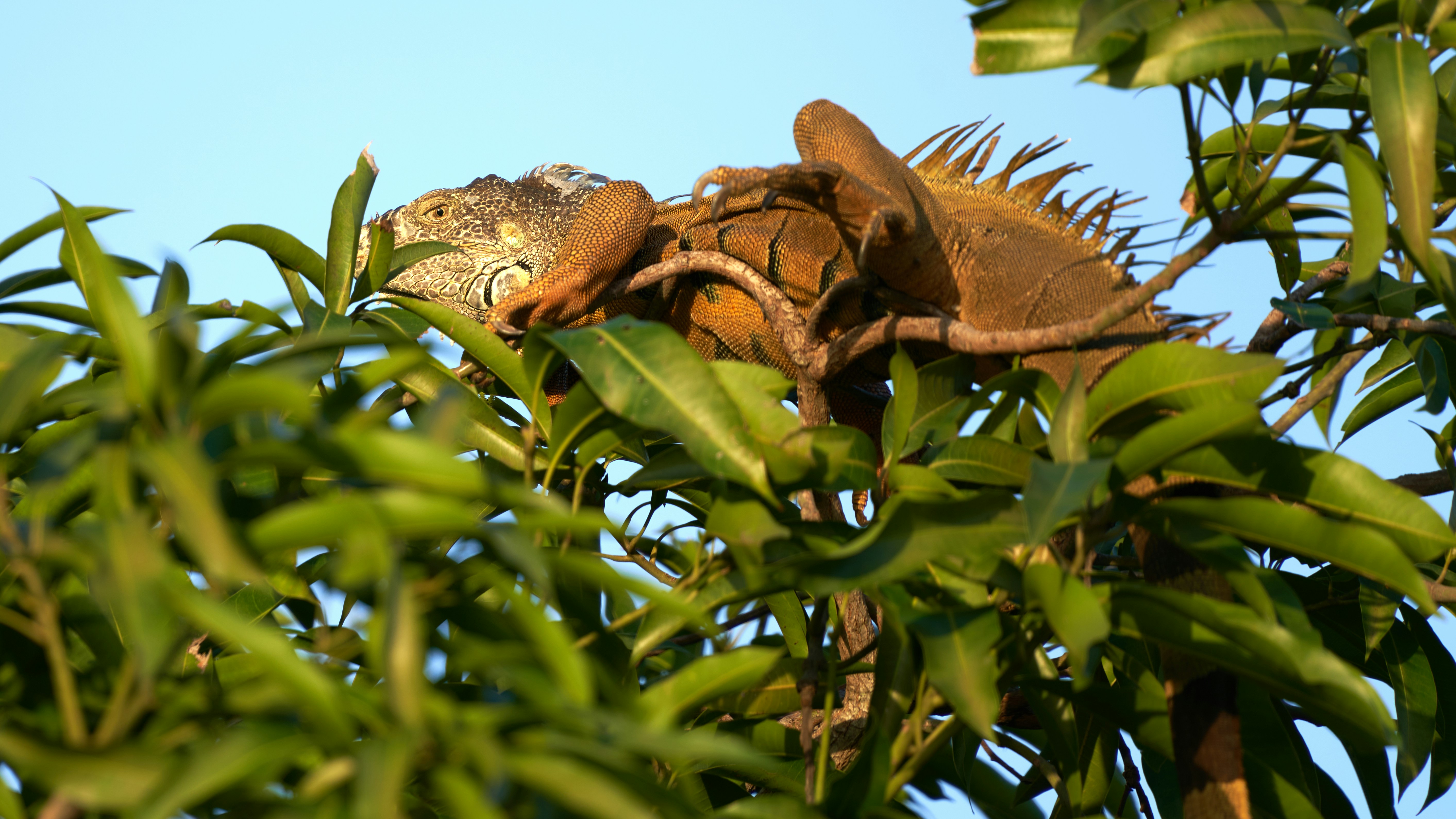 Iguana resting among lush green leaves under a clear blue sky. The reptile blends seamlessly with its surroundings.