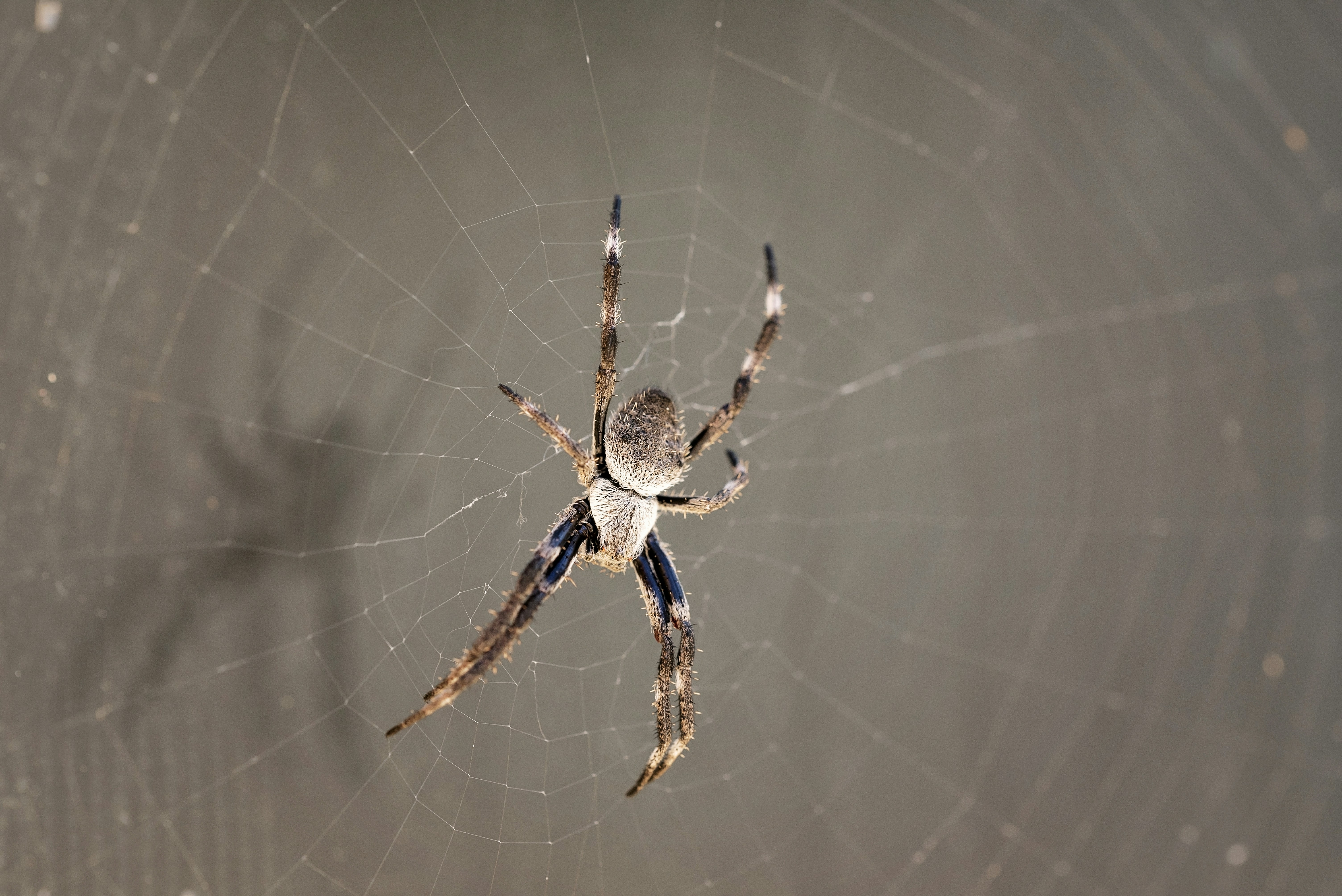 A spider skillfully suspended in its intricate web, showcasing the delicate patterns of silk against a softly blurred background.
